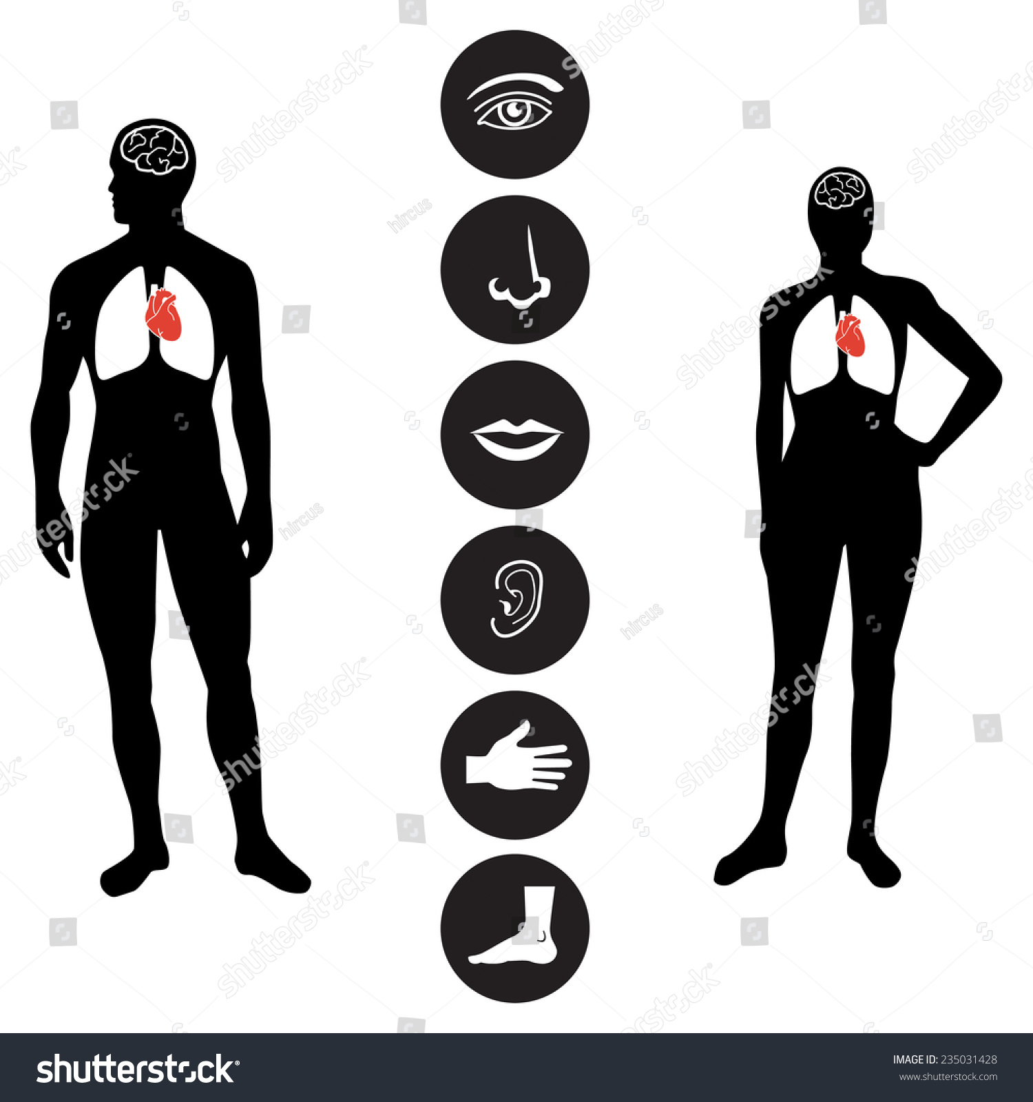Human Body Part Icon: vector de stock (libre de regalías) 235031428 ...