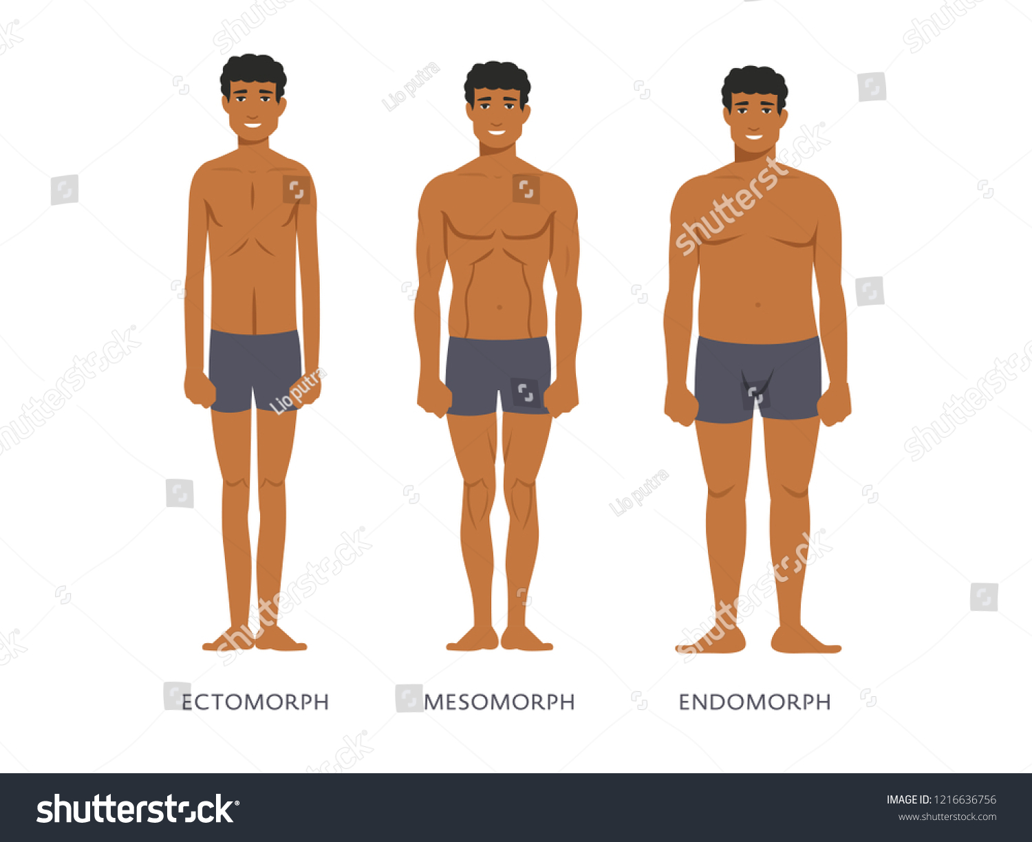 Human Body Types Men Endomorph Ectomorph: เวกเตอร์สต็อก (ปลอดค่า ...