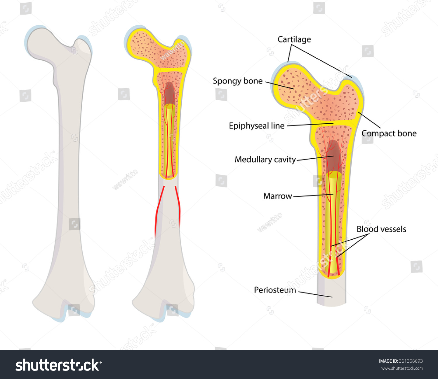 Human Bone Anatomy Vector Illustration 库存矢量图（免版税）361358693 | Shutterstock