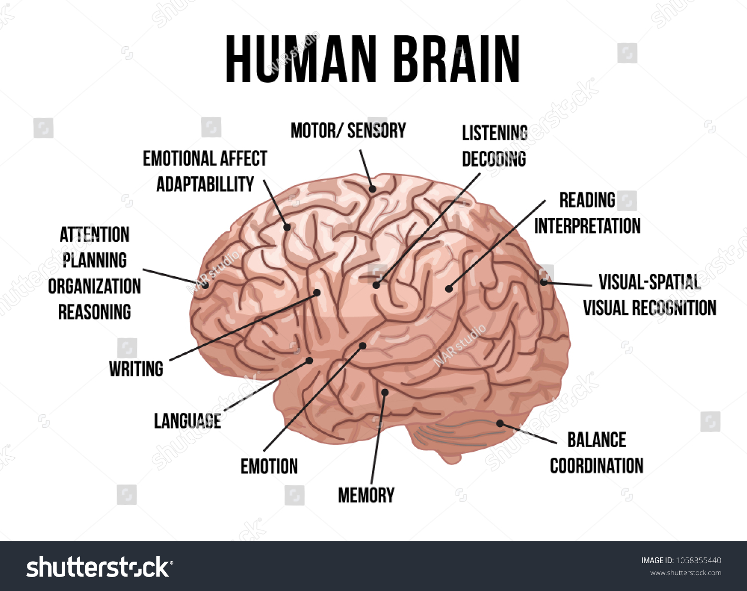 Human Brain Anatomy Vector Illustration 库存矢量图（免版税）1058355440 | Shutterstock