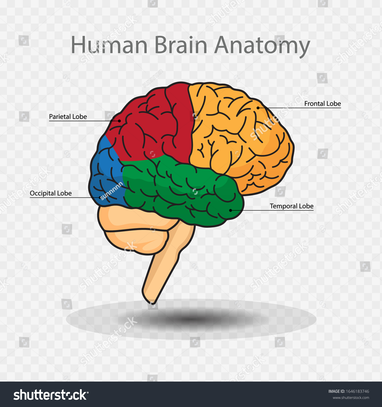 Human Brain Anatomy Vector Illustration: เวกเตอร์สต็อก (ปลอดค่า ...