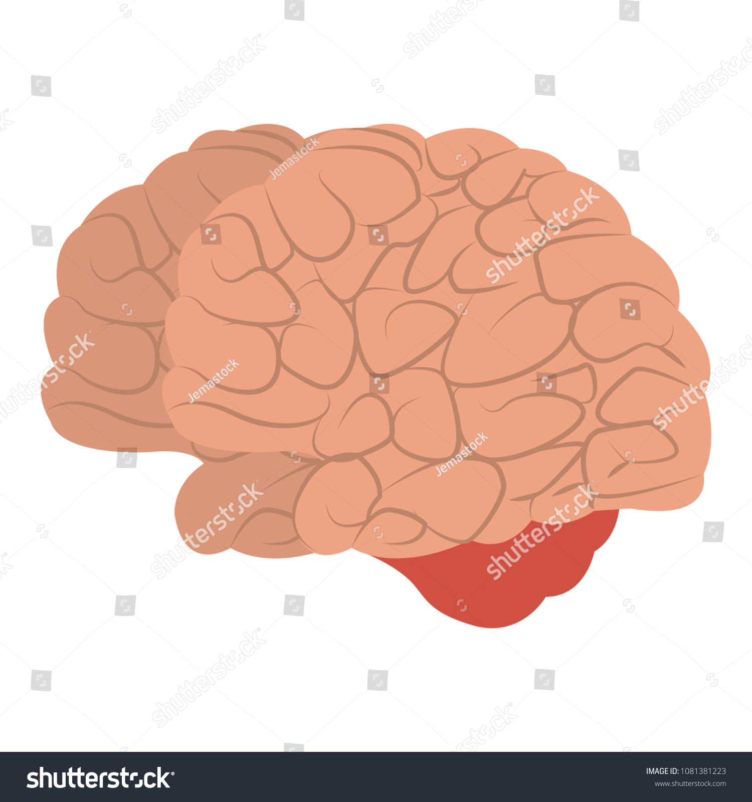 Human Brain Cartoon Stock Vector (Royalty Free) 1081381223 | Shutterstock