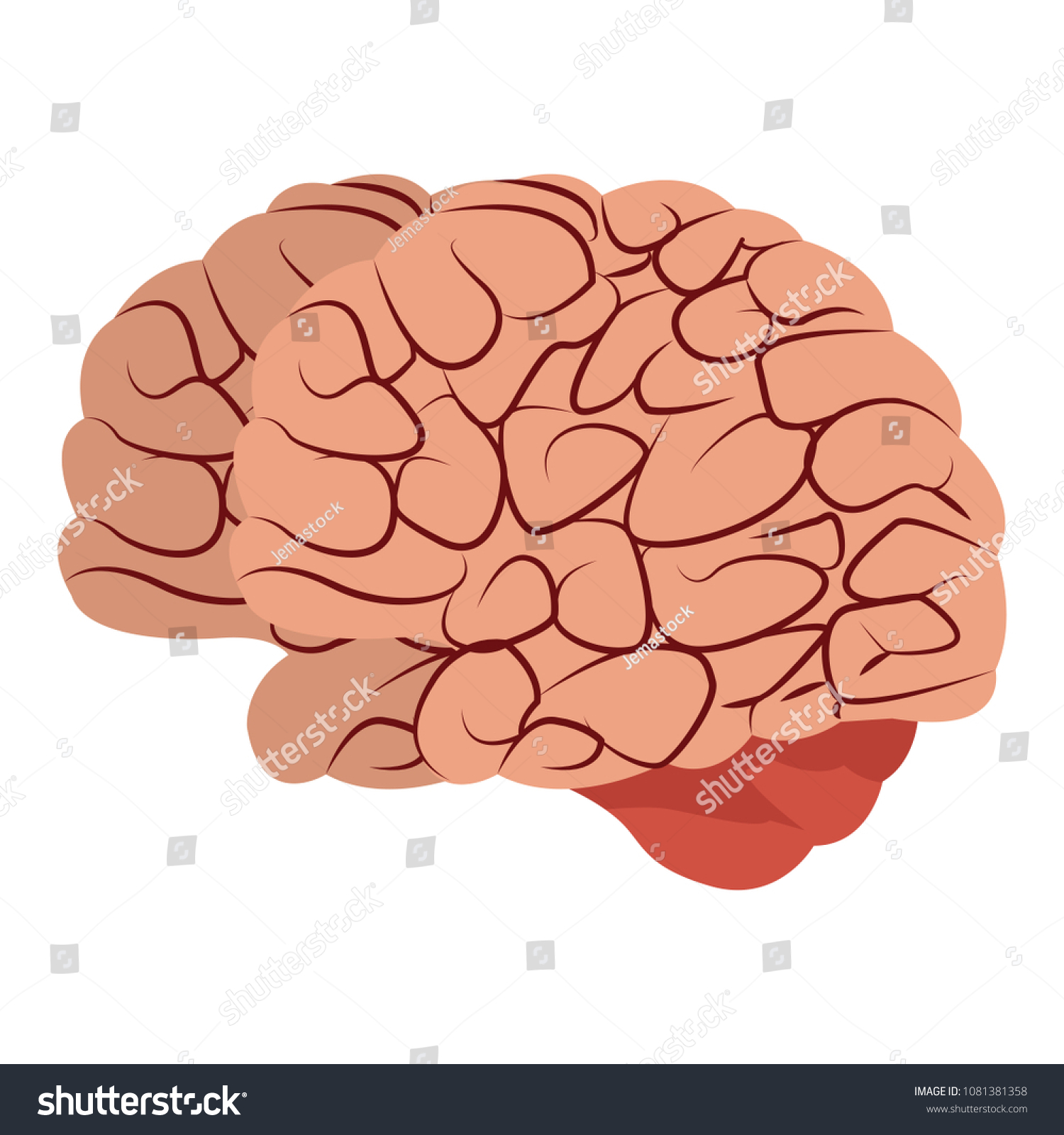 Human Brain Cartoon Stock Vector (Royalty Free) 1081381358 | Shutterstock