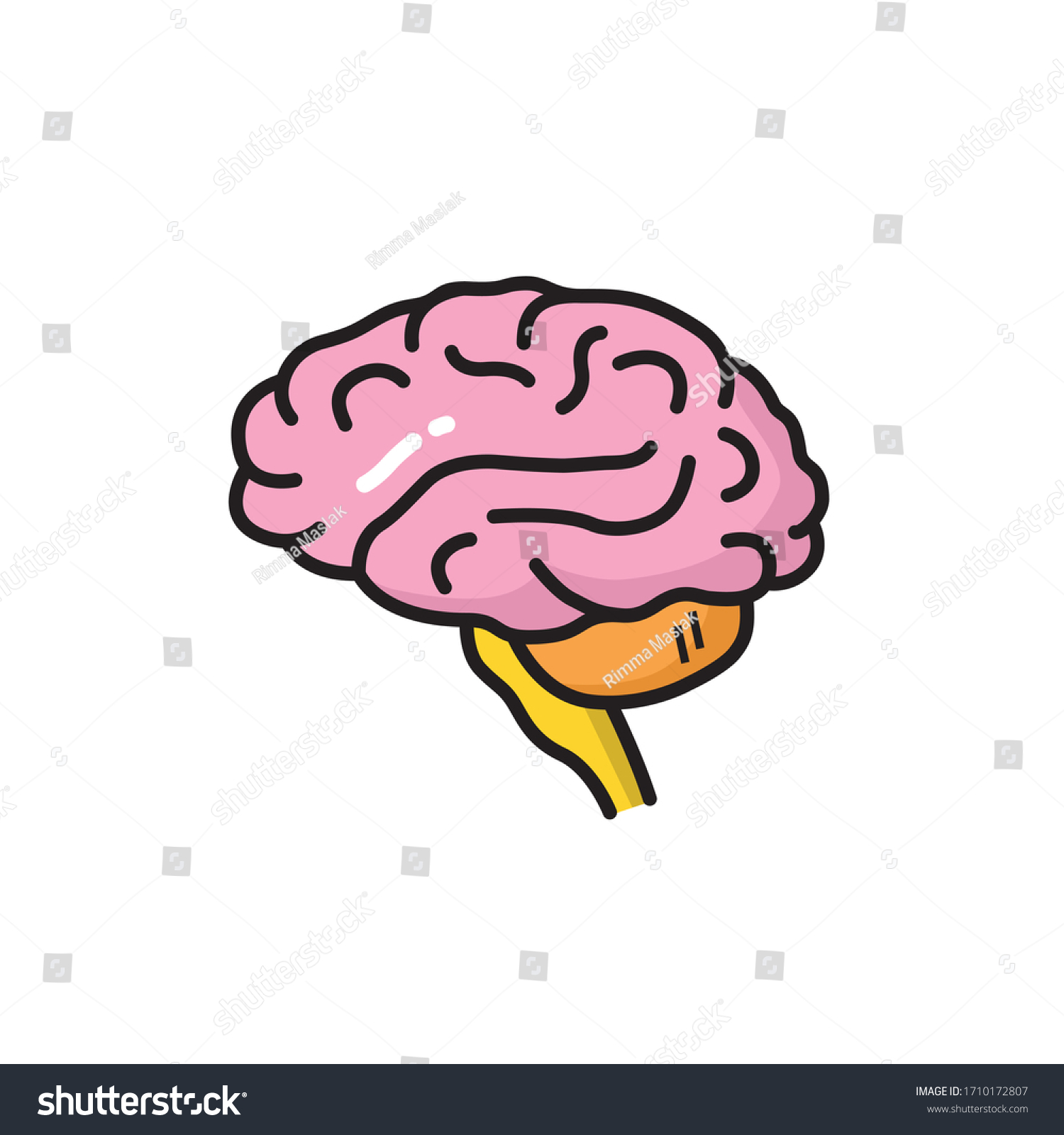 Human Brain Coloured Vector Illustration Stock Vector (Royalty Free ...