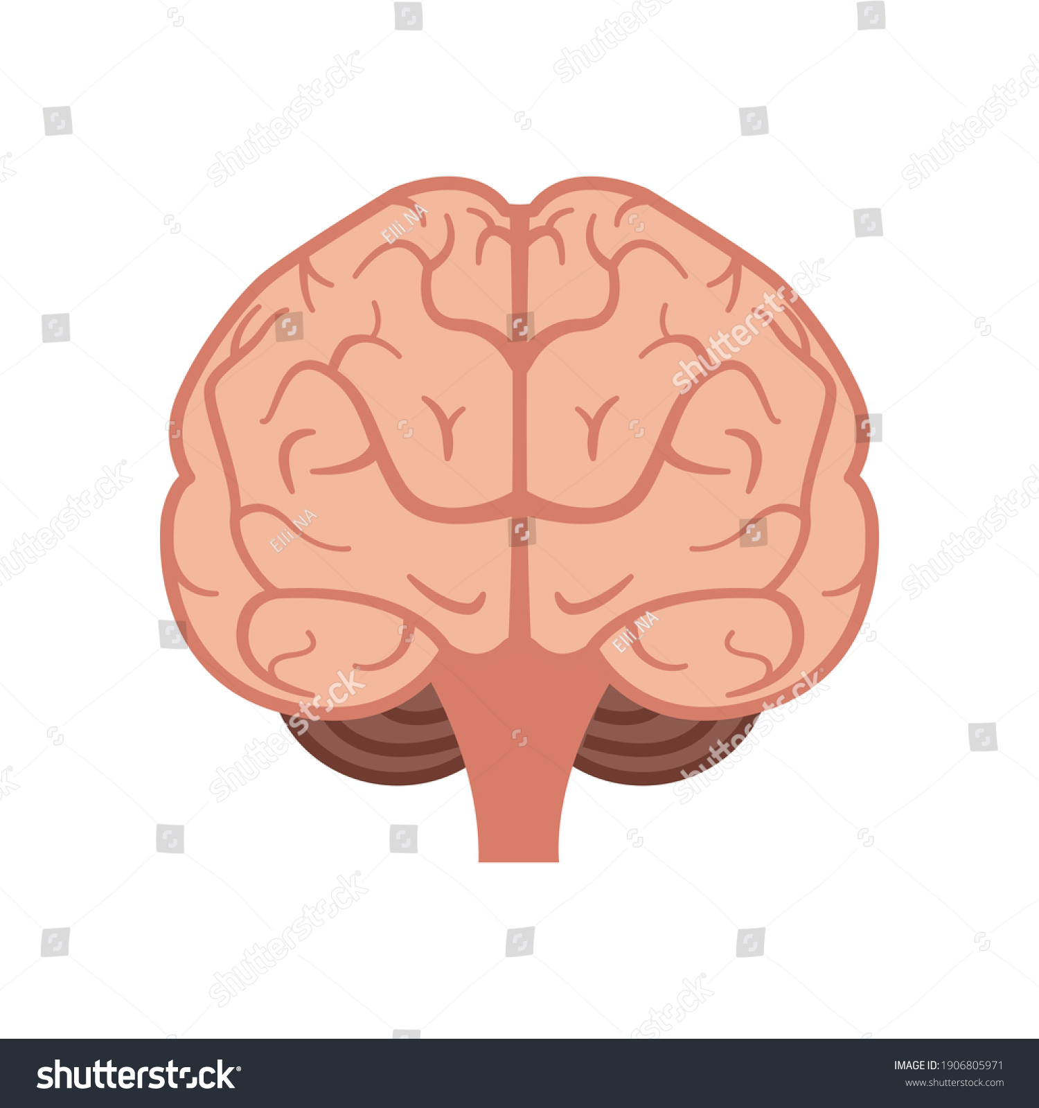 Human Brain Internal Human Organs Vector Stock Vector (Royalty Free ...