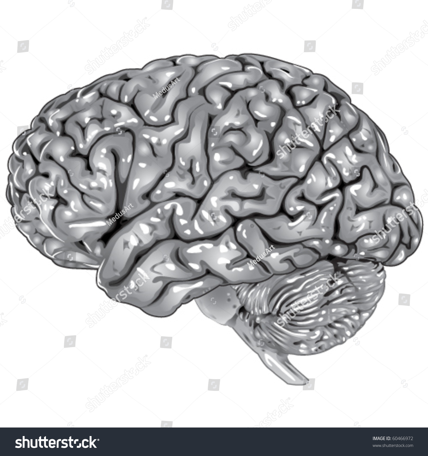 Human Brain Lateral View: เวกเตอร์สต็อก (ปลอดค่าลิขสิทธิ์) 60466972 ...
