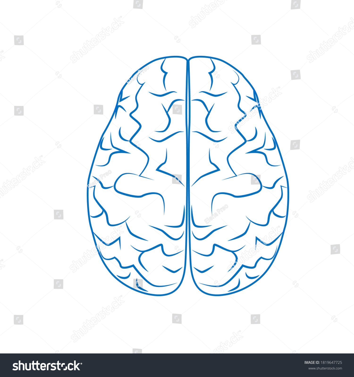 Human Brain Nervous System Internal Human Stock Vector (Royalty Free ...