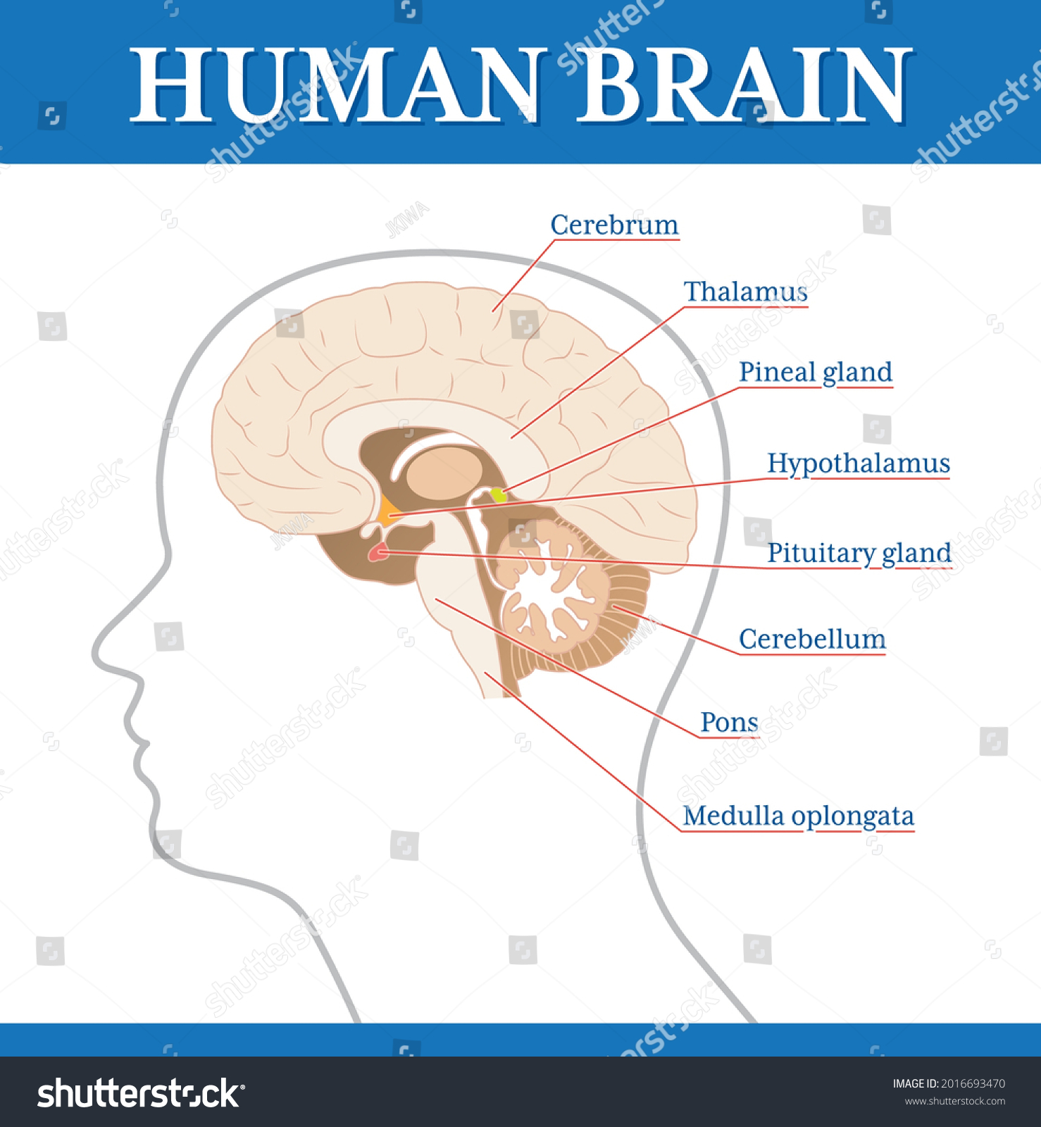 Human Brain Part Anatomy Vector Eps: Vector có sẵn (miễn phí bản quyền ...