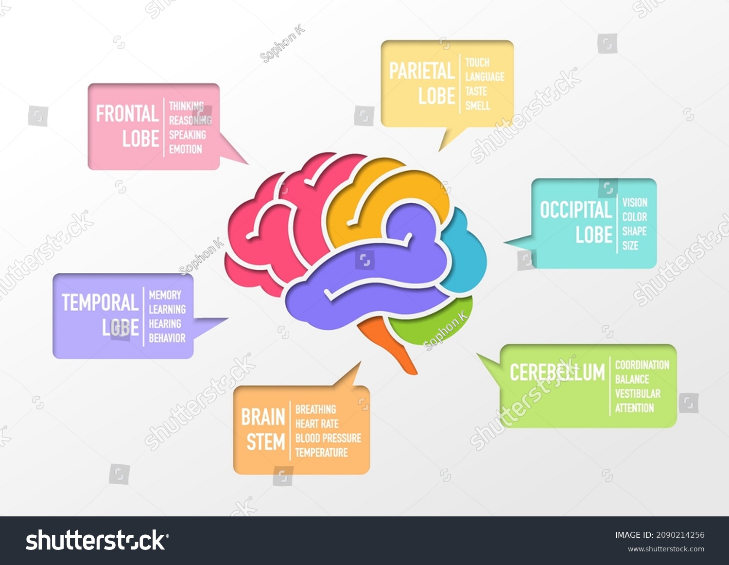 Human Brain Section Function Infographic Paper Stock Vector (Royalty ...