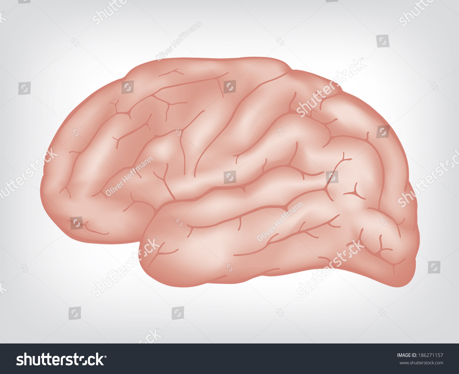 Human Brain Shaded Vector Illustration Stock Vector (Royalty Free ...