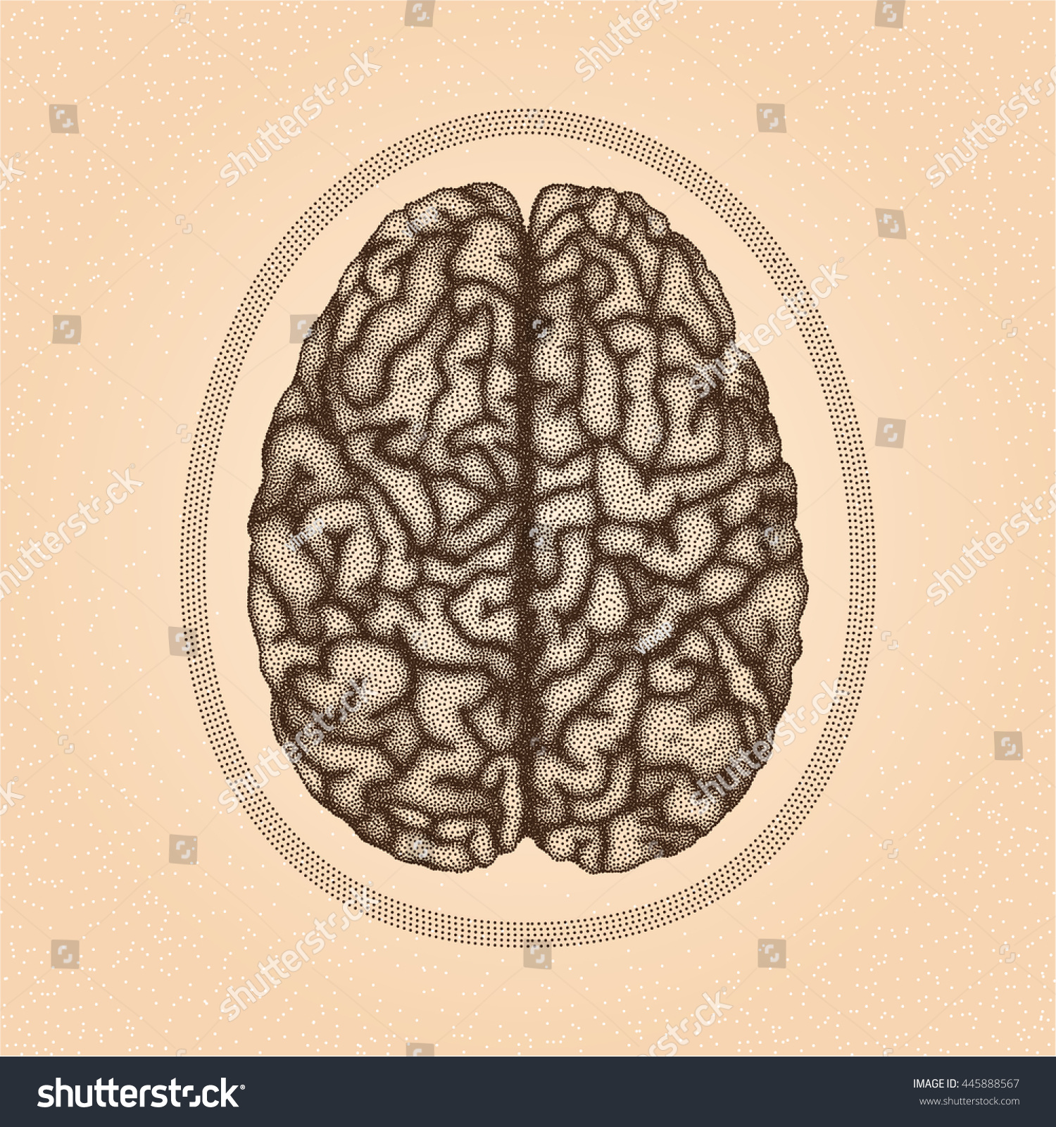 Human Brain Top View Vector Stippled Stock Vector (Royalty Free ...