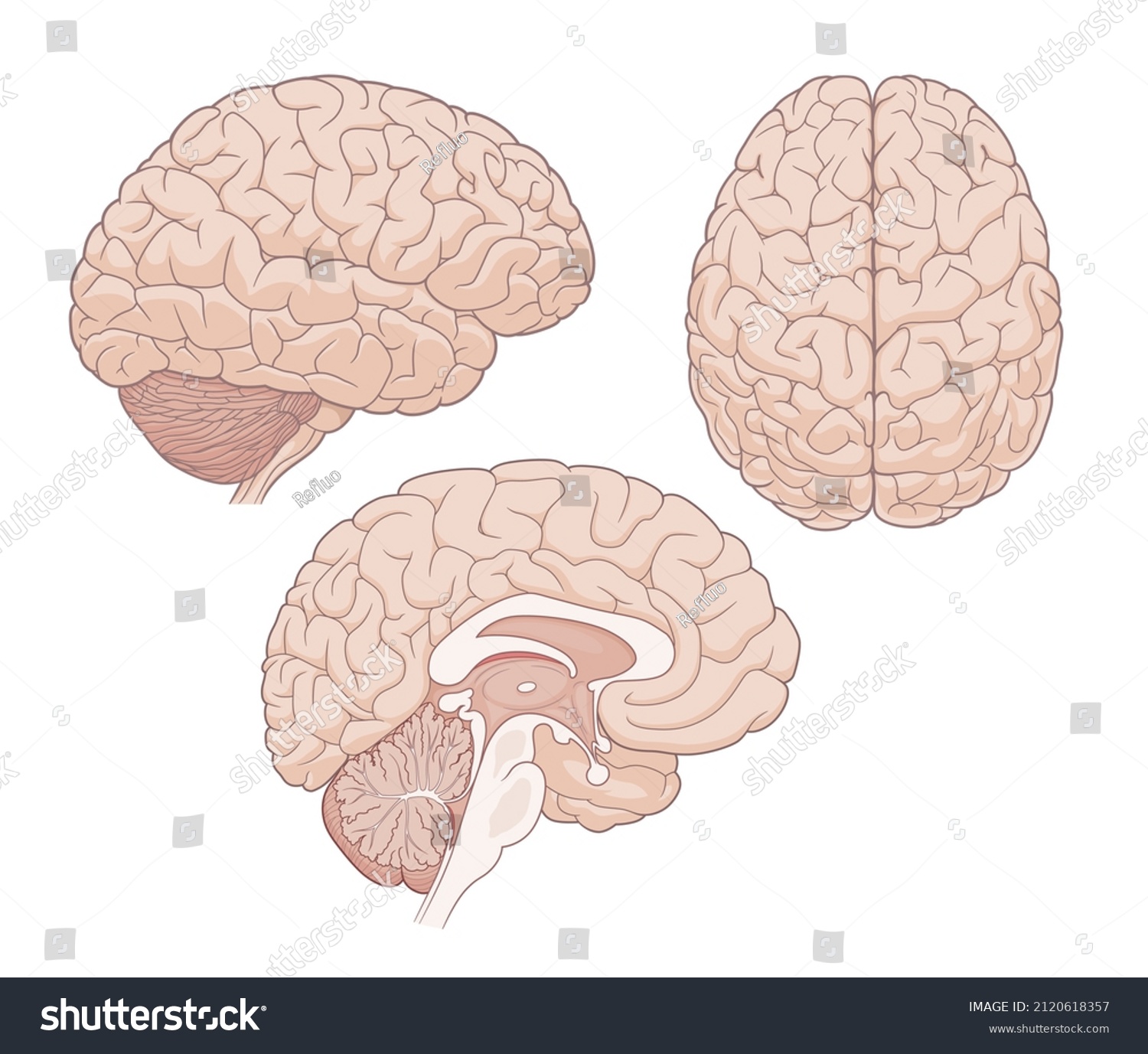 Human Brain Vector Illustration Top View Stock Vector (Royalty Free ...