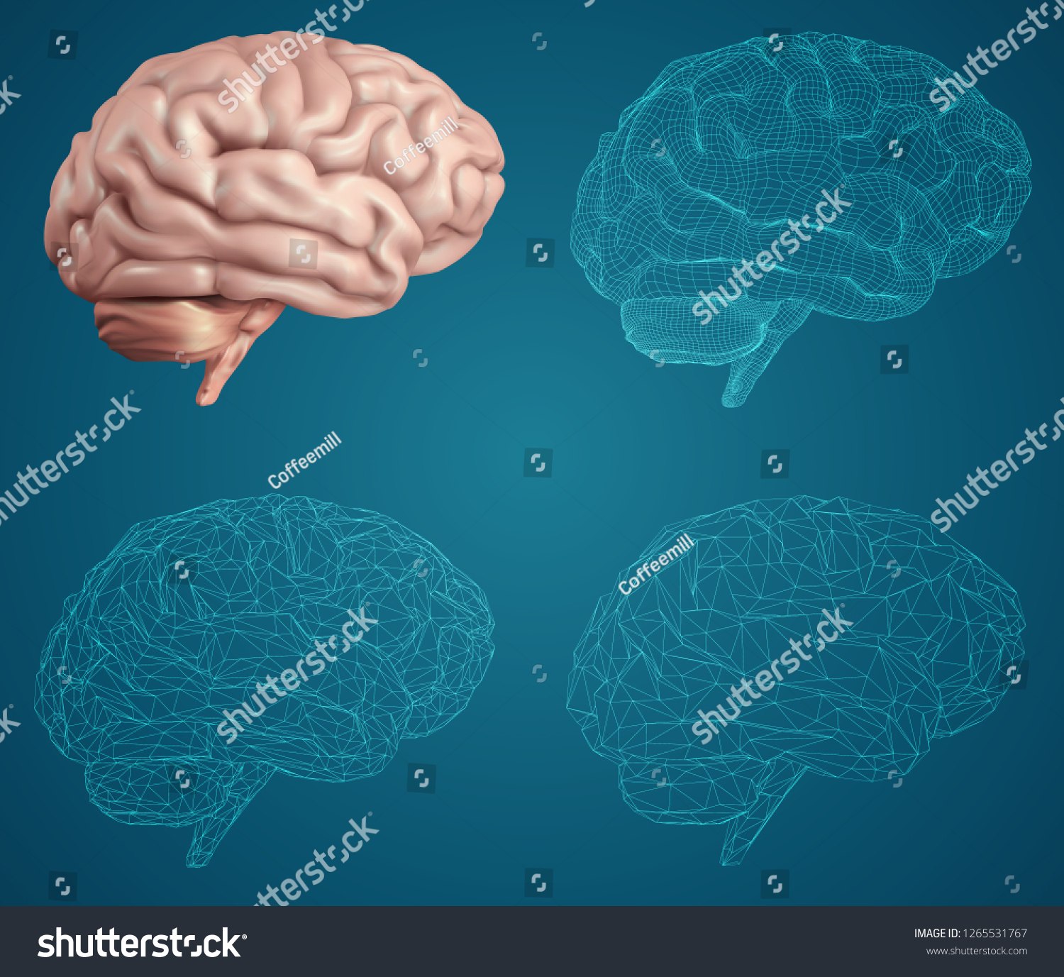 Human Brain Vector Set Different Styles Stock Vector (Royalty Free ...