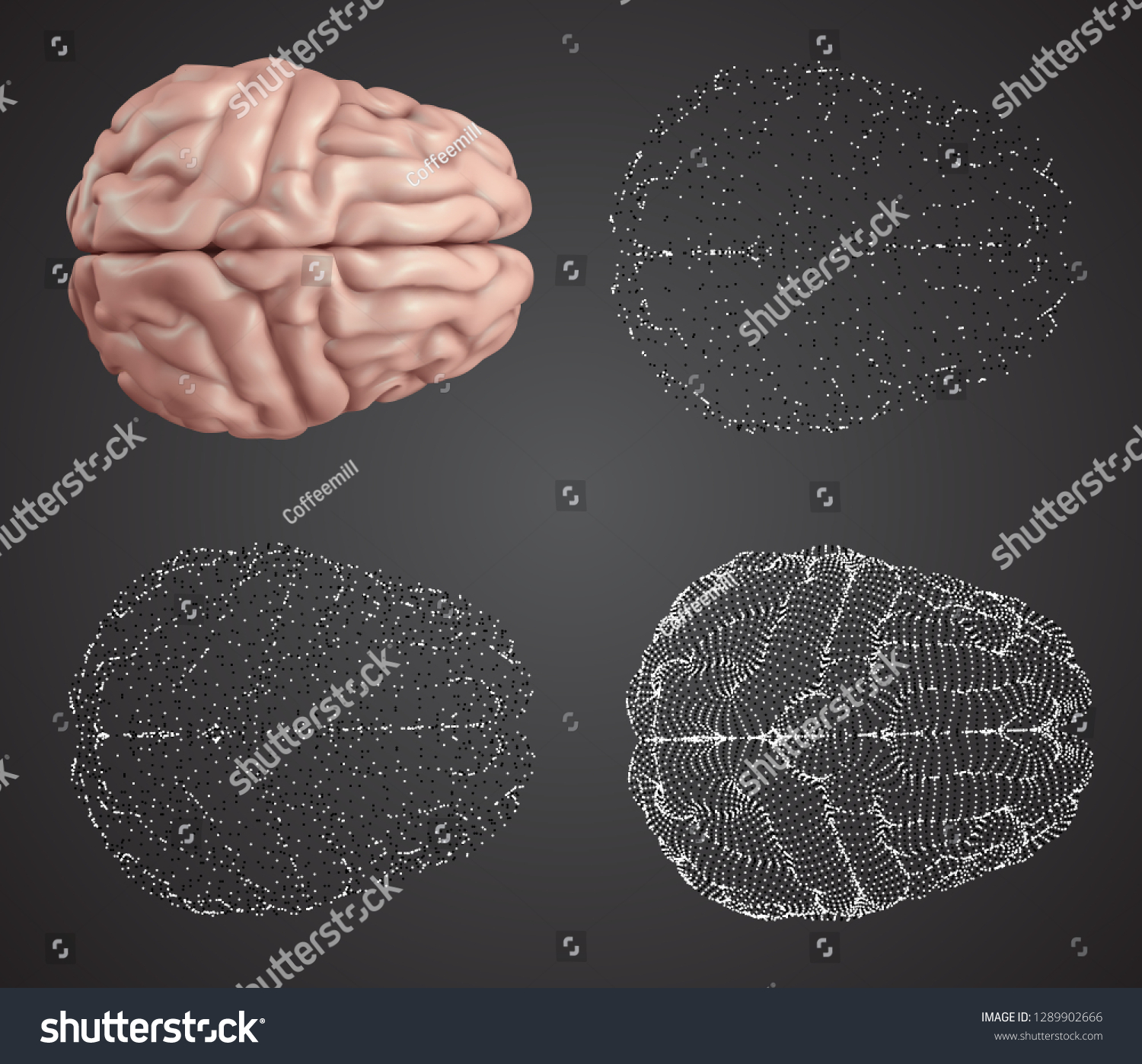 Human Brain Vector Set Different Styles Stock Vector (Royalty Free ...