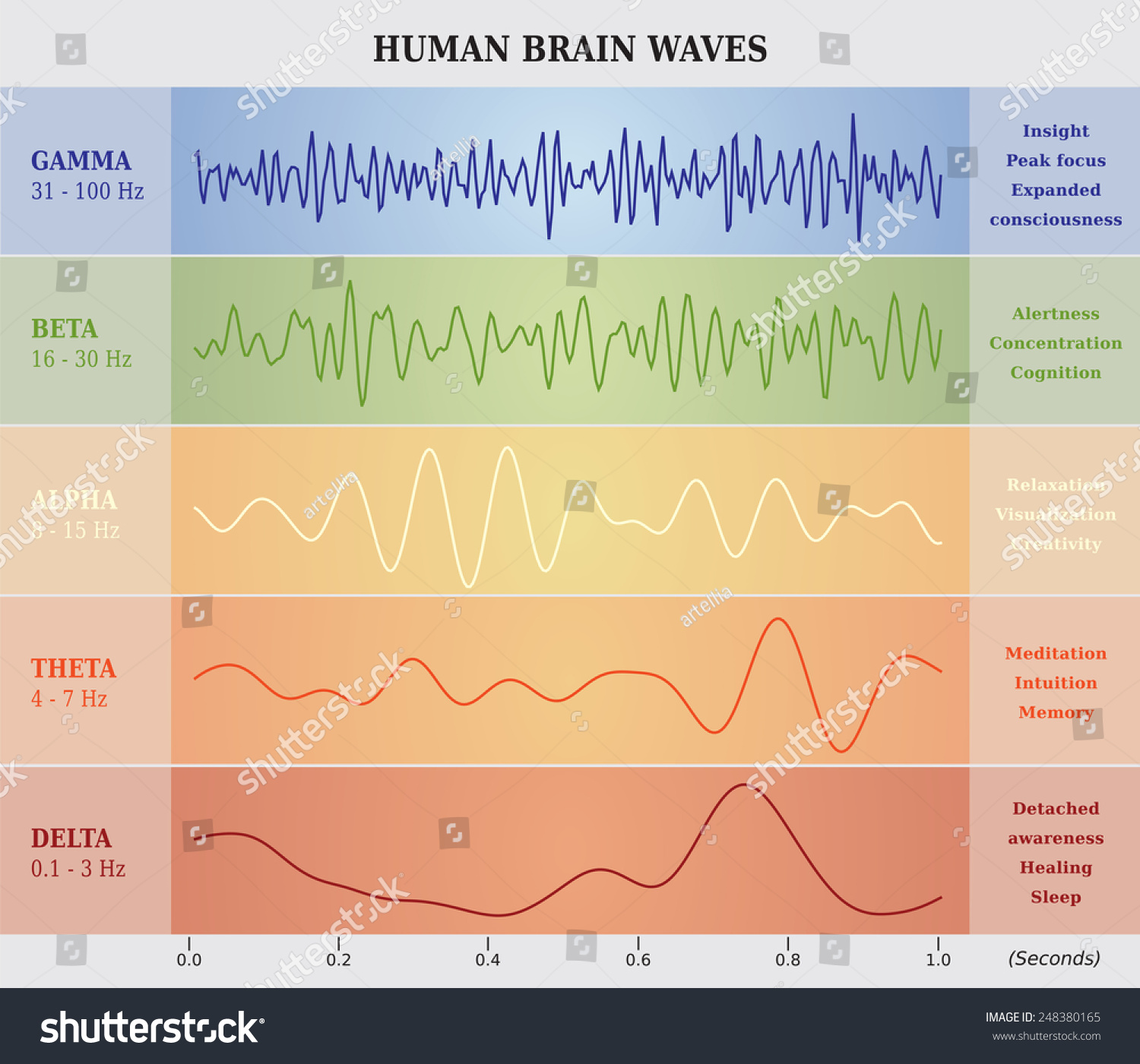 Human Brain Waves Diagram / Chart / Illustration - 248380165 : Shutterstock