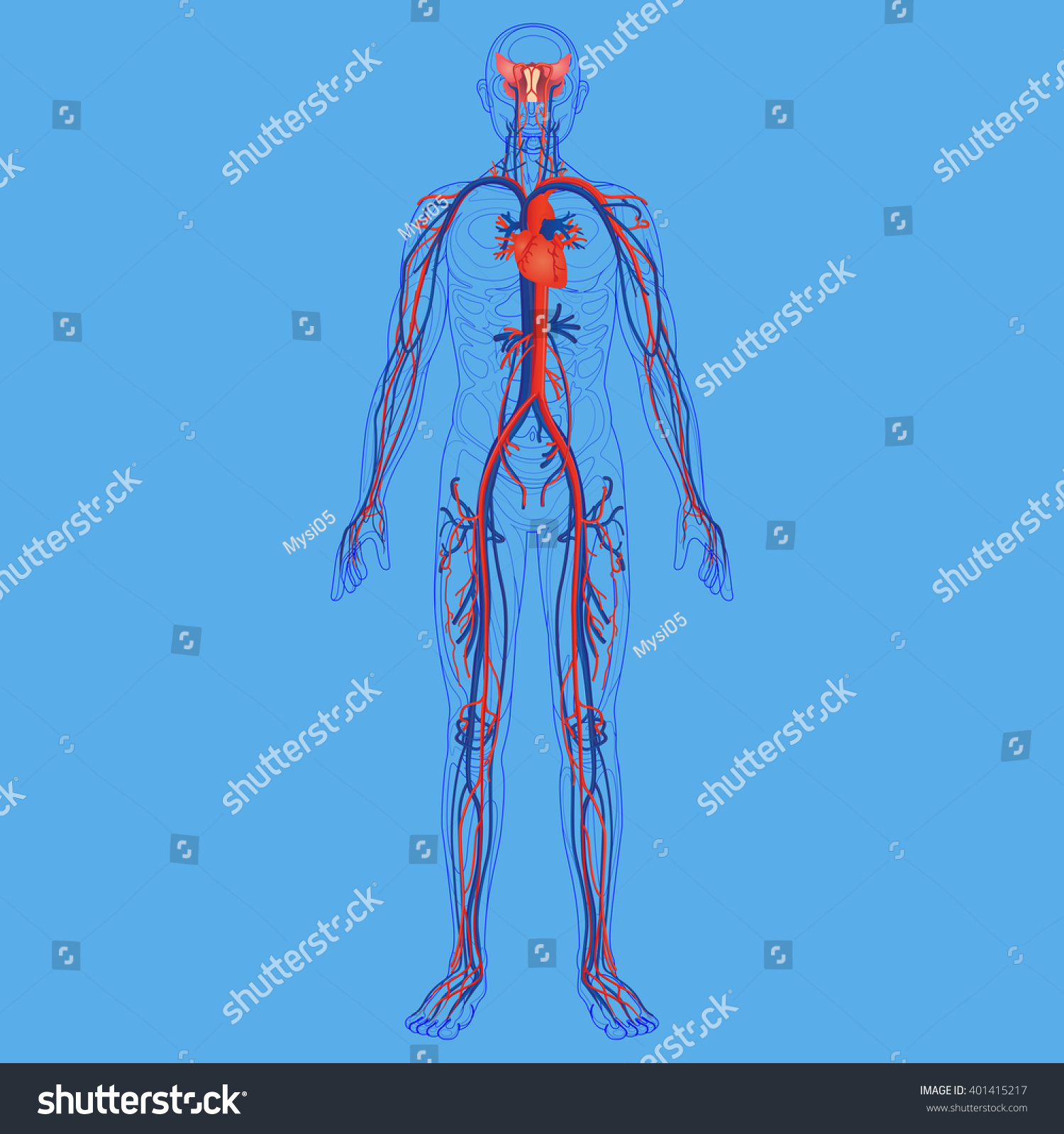 Human Circulatory System เวกเตอร์สต็อก ปลอดค่าลิขสิทธิ์ 401415217