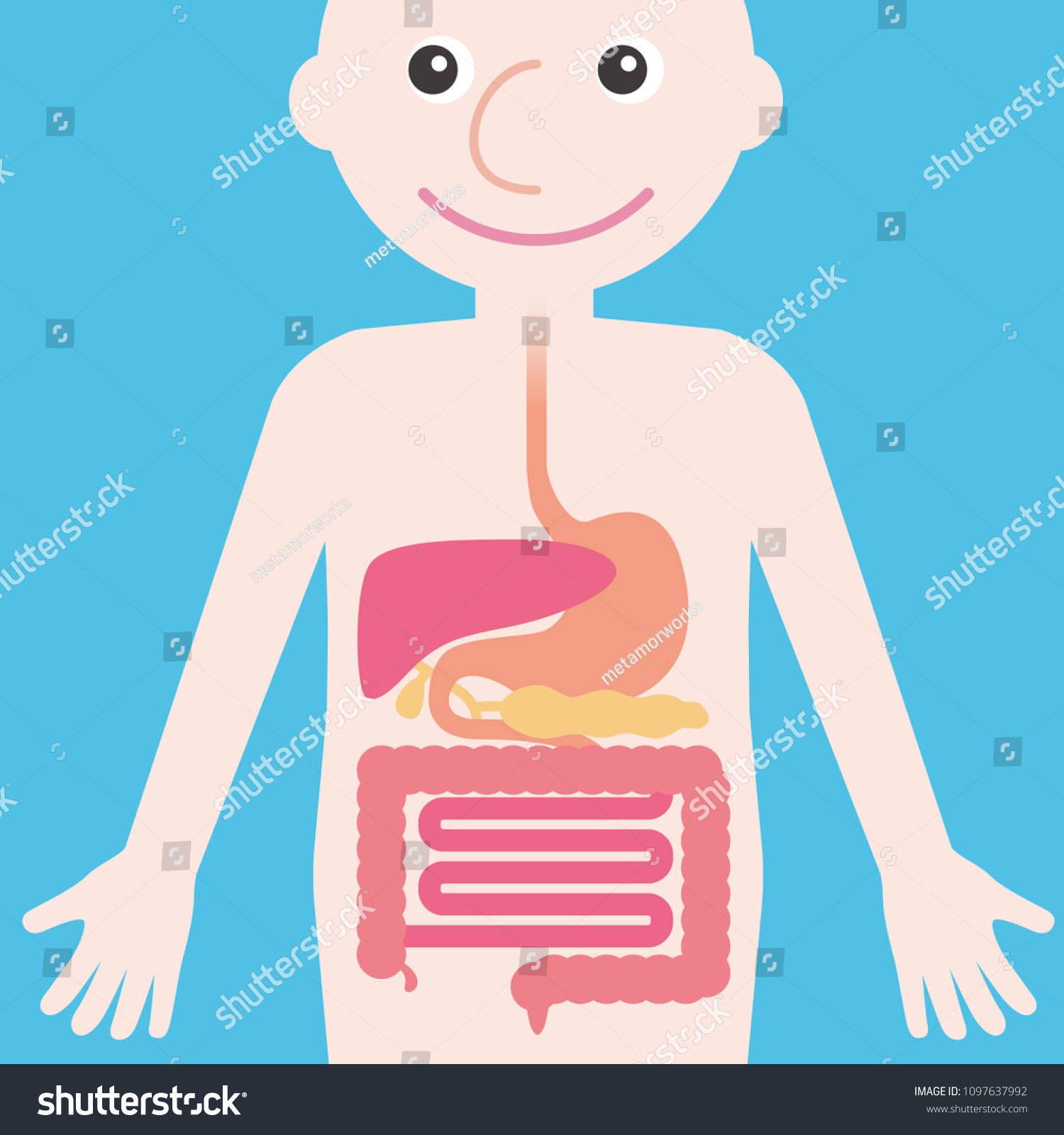 Human Digestive Organs Simplified Illustration: เวกเตอร์สต็อก (ปลอดค่า ...