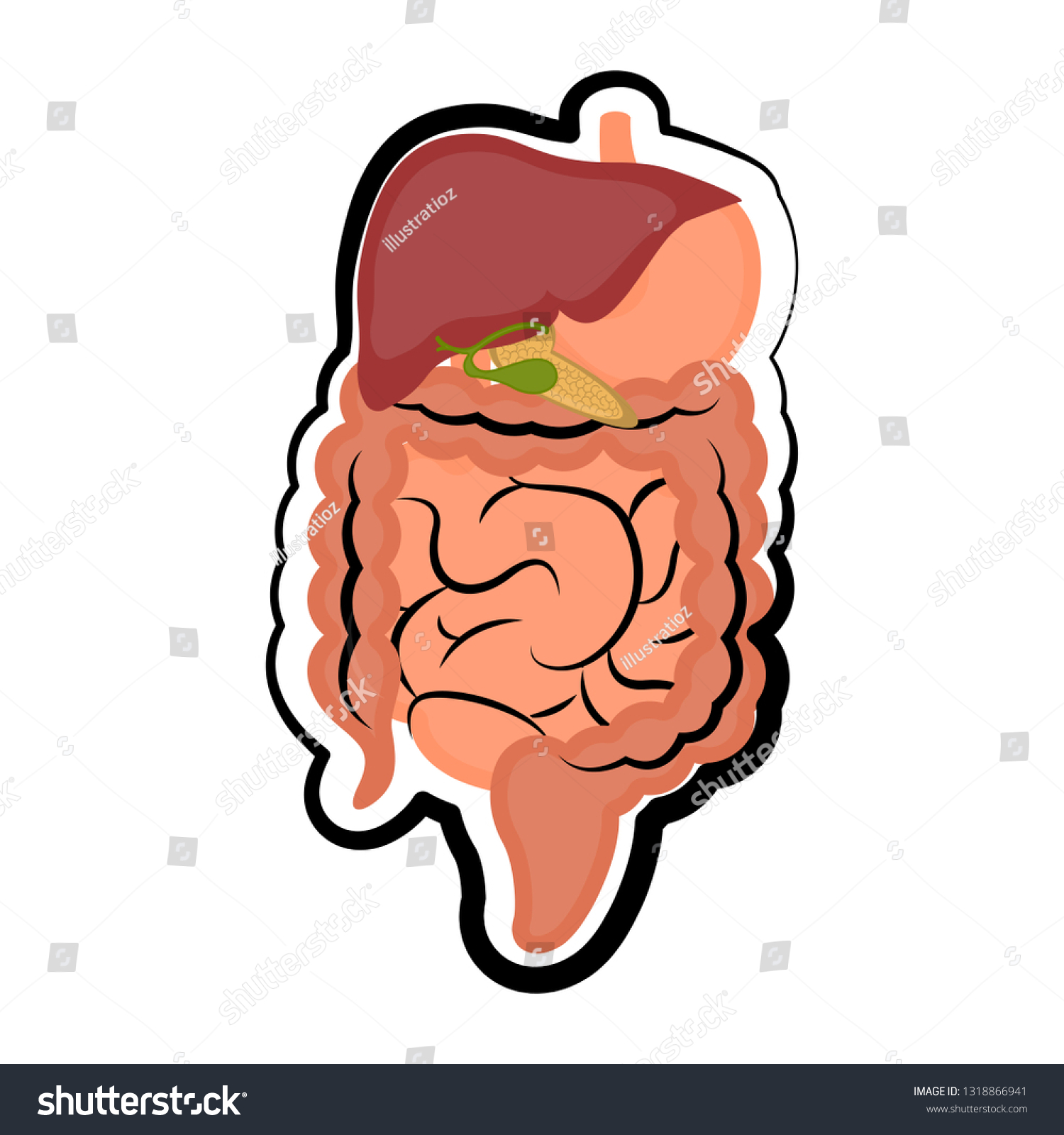 Human Digestive System Colored Sketch Vector: vector de stock (libre de ...