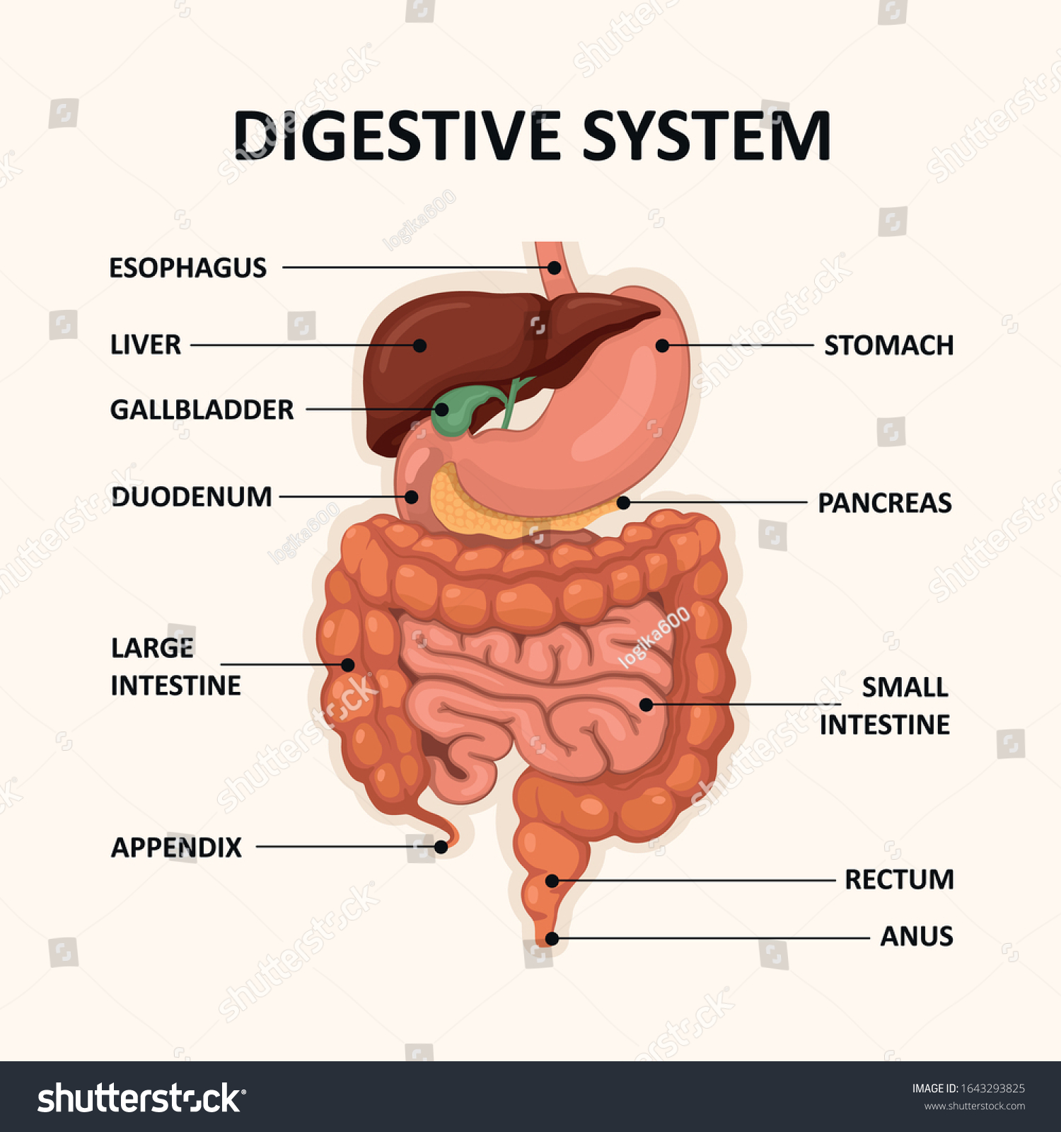Human Digestive System Gi Tract Organs Stock Vector (Royalty Free ...