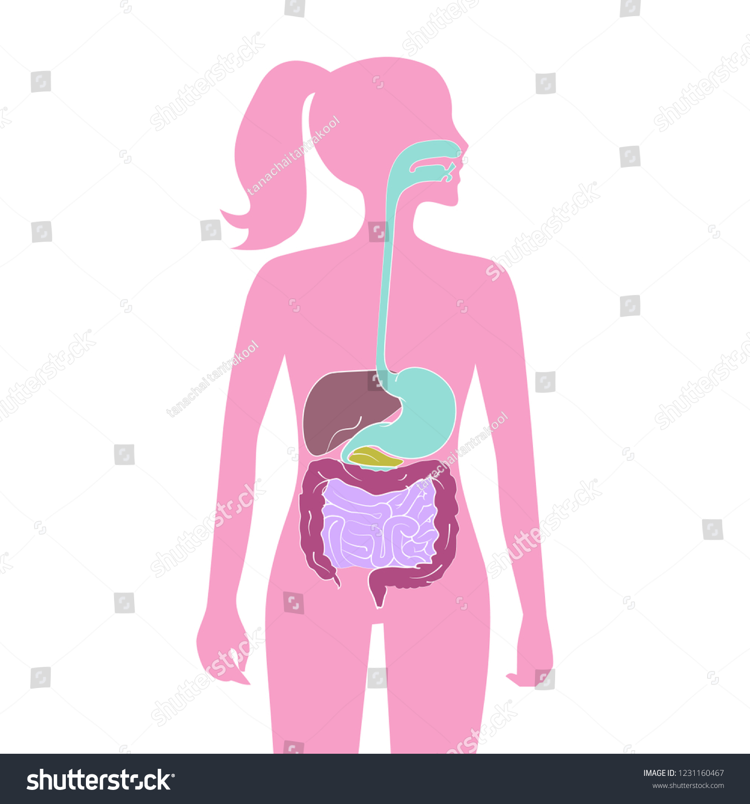 Human Digestive System Vector Illustration Design: vetor stock (livre ...