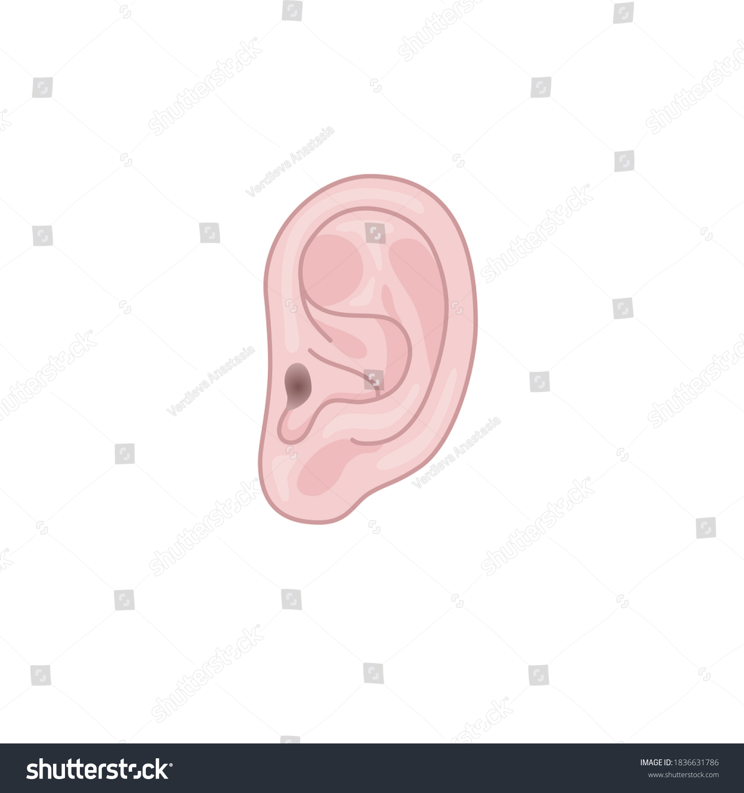 Human Ear Anatomy Vector Illustration: เวกเตอร์สต็อก (ปลอดค่าลิขสิทธิ์ ...
