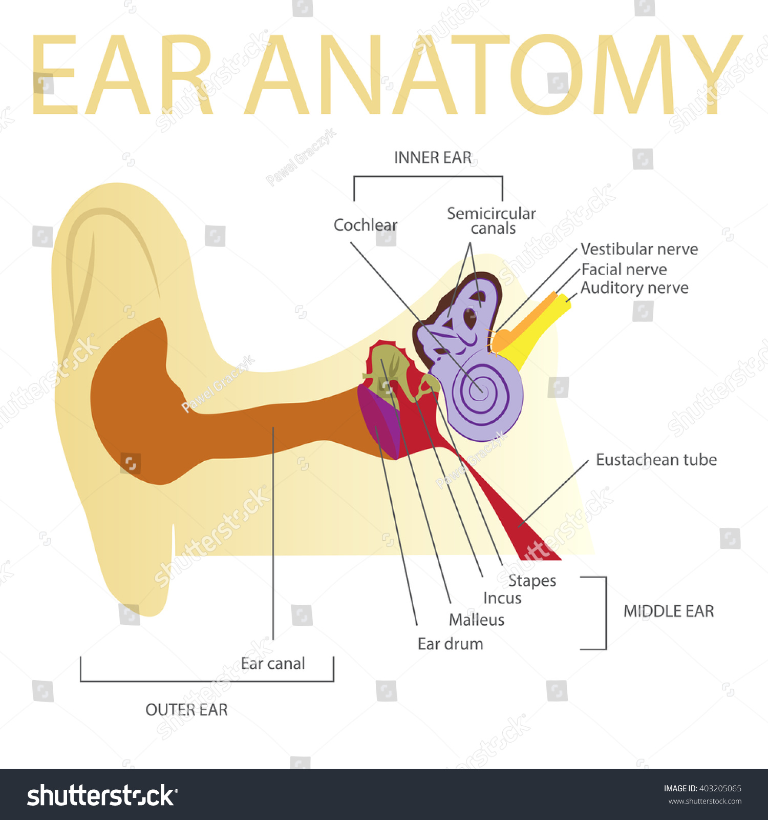 Human Ear Anatomy Vector Illustration: vector de stock (libre de ...