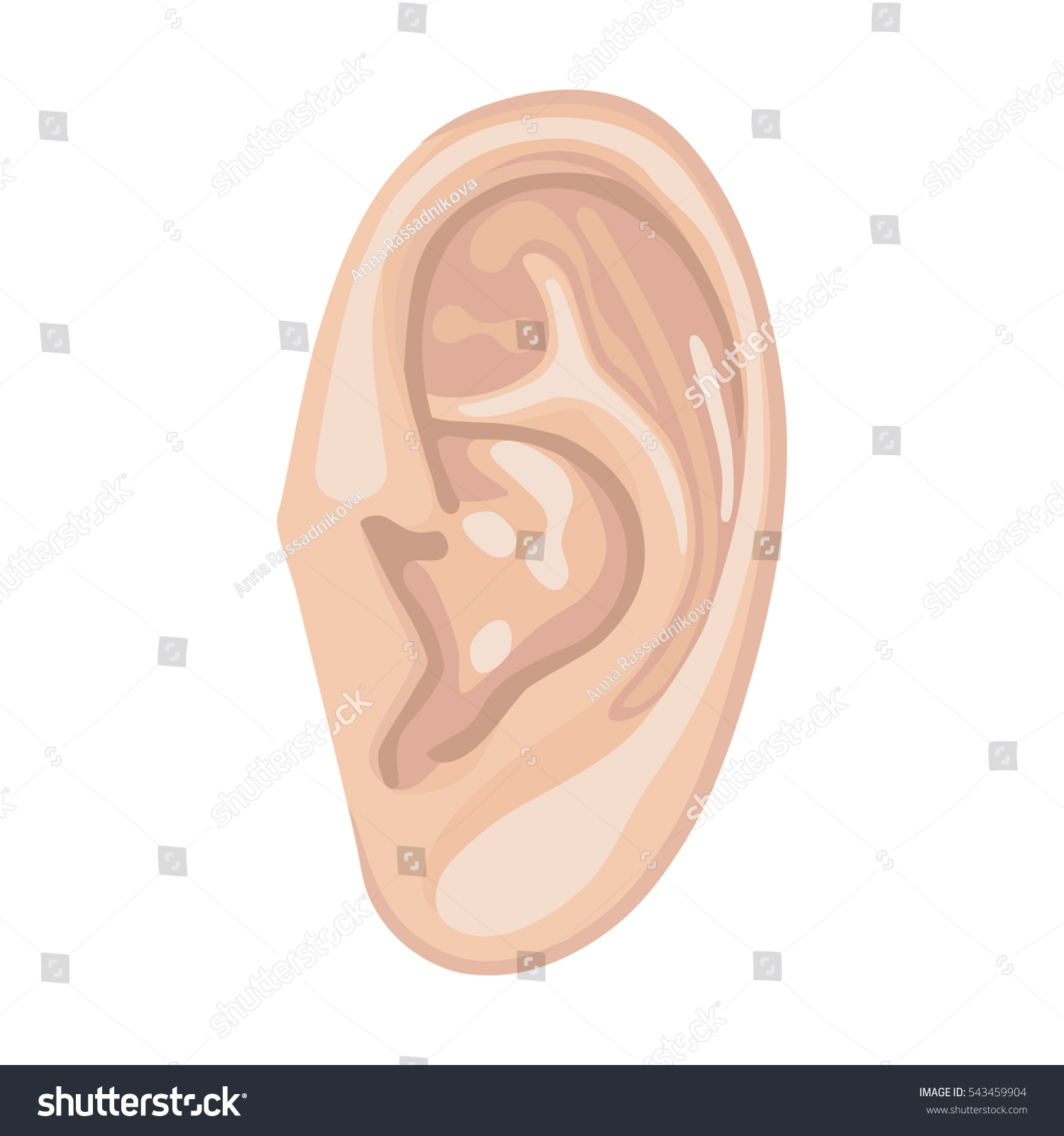 Human Ear Front View Vector Illustration Stock Vector (Royalty Free ...