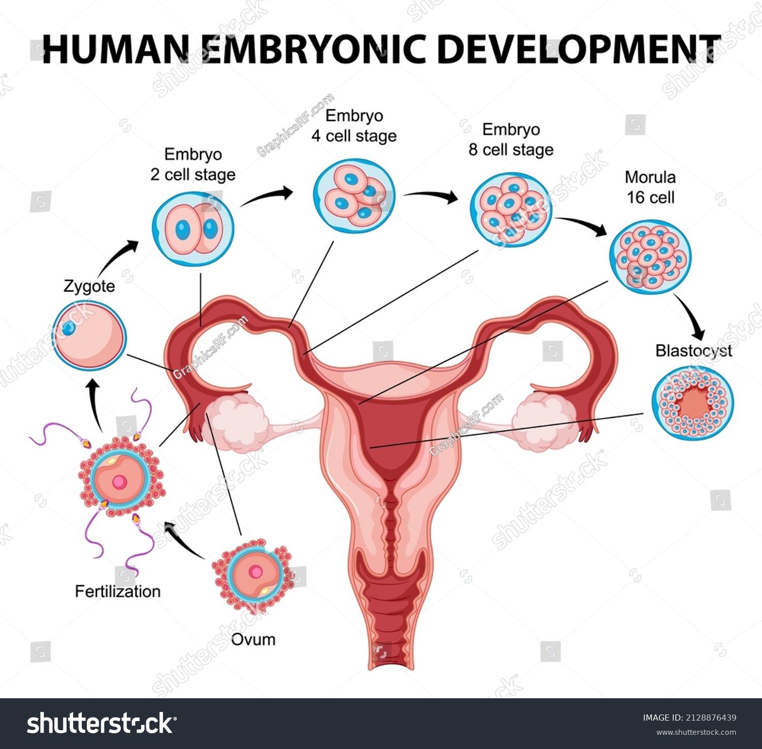 Human Embryonic Development Human Infographic Illustration Stock Vector