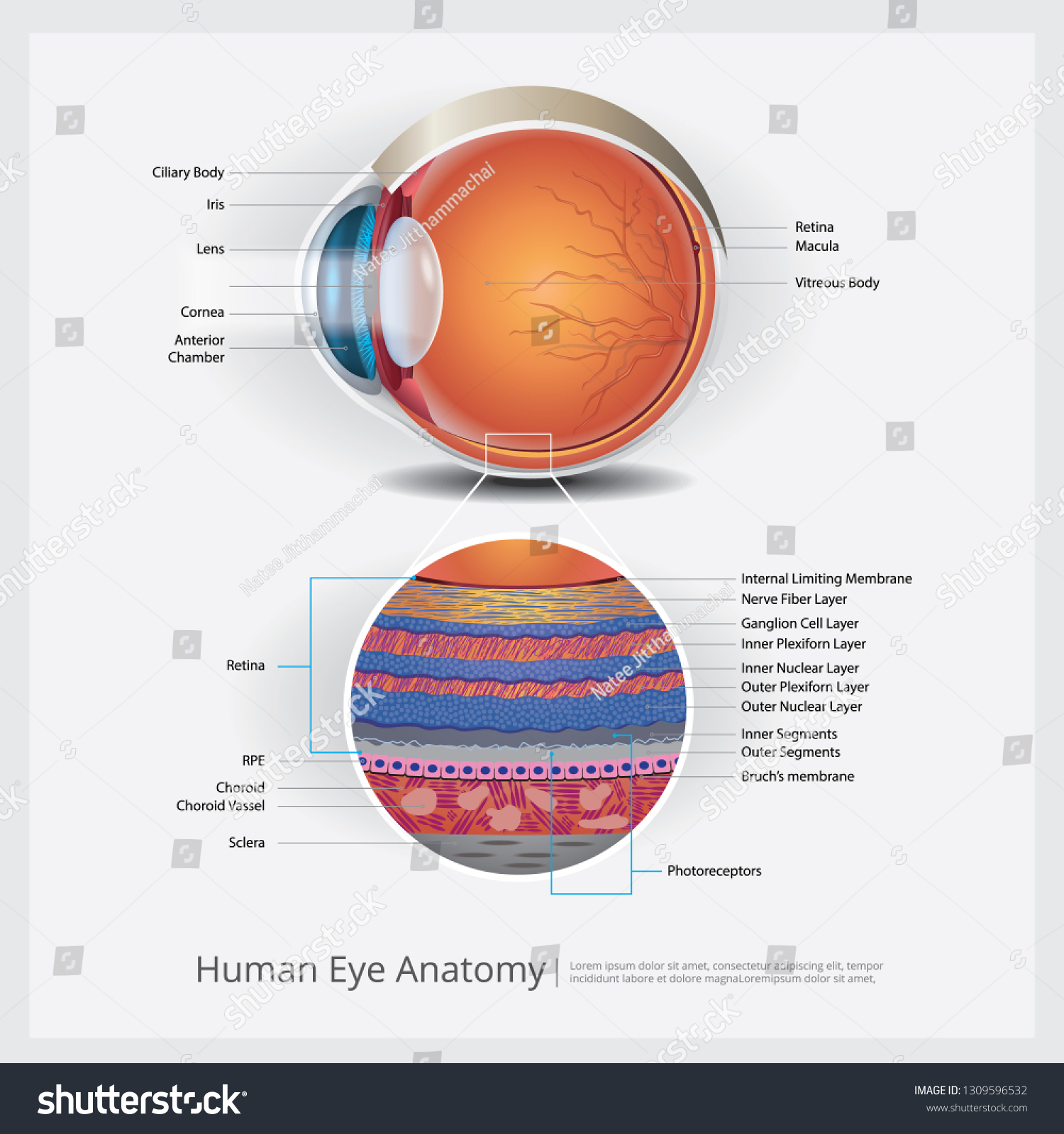 Human Eye Anatomy Vector Illustration Stock Vector (Royalty Free ...
