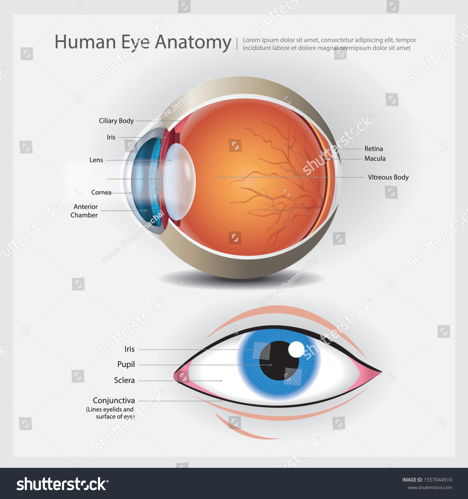Human Eye Anatomy Vector Illustration Stock Vector (Royalty Free ...