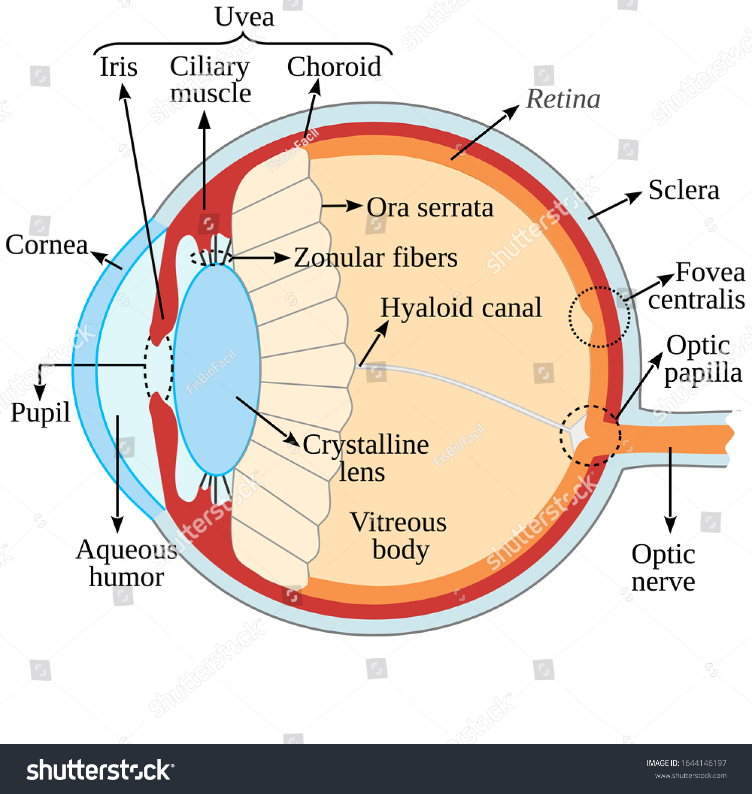Vektor Stok Human Eye Anatomy Vector Illustration (Tanpa Royalti ...