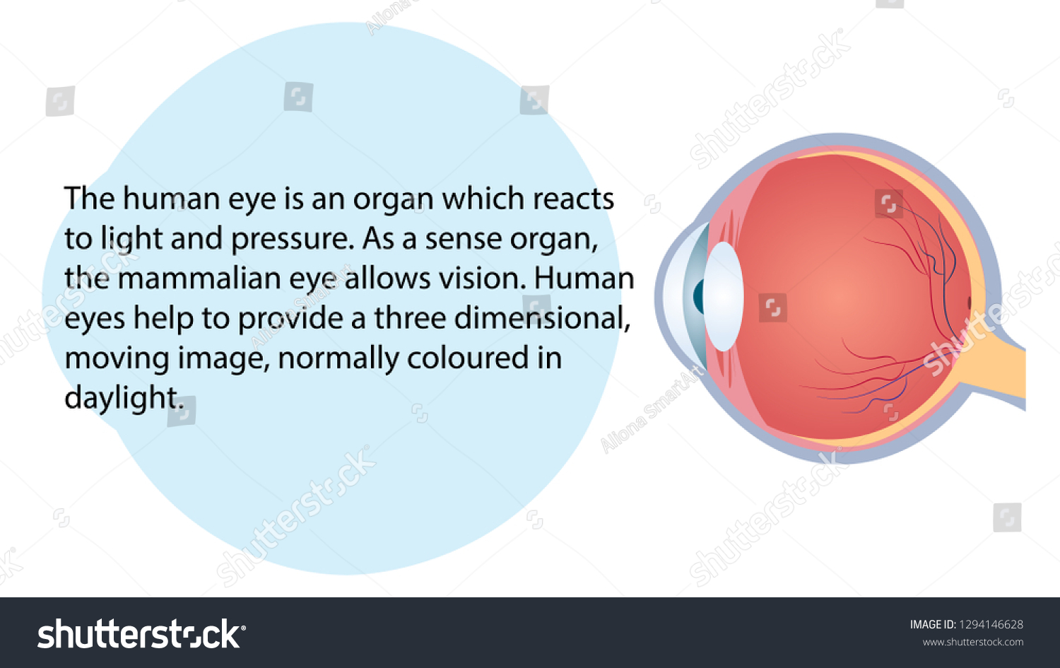 Human Eye Vector Internal Organs Functions Stock Vector (Royalty Free ...