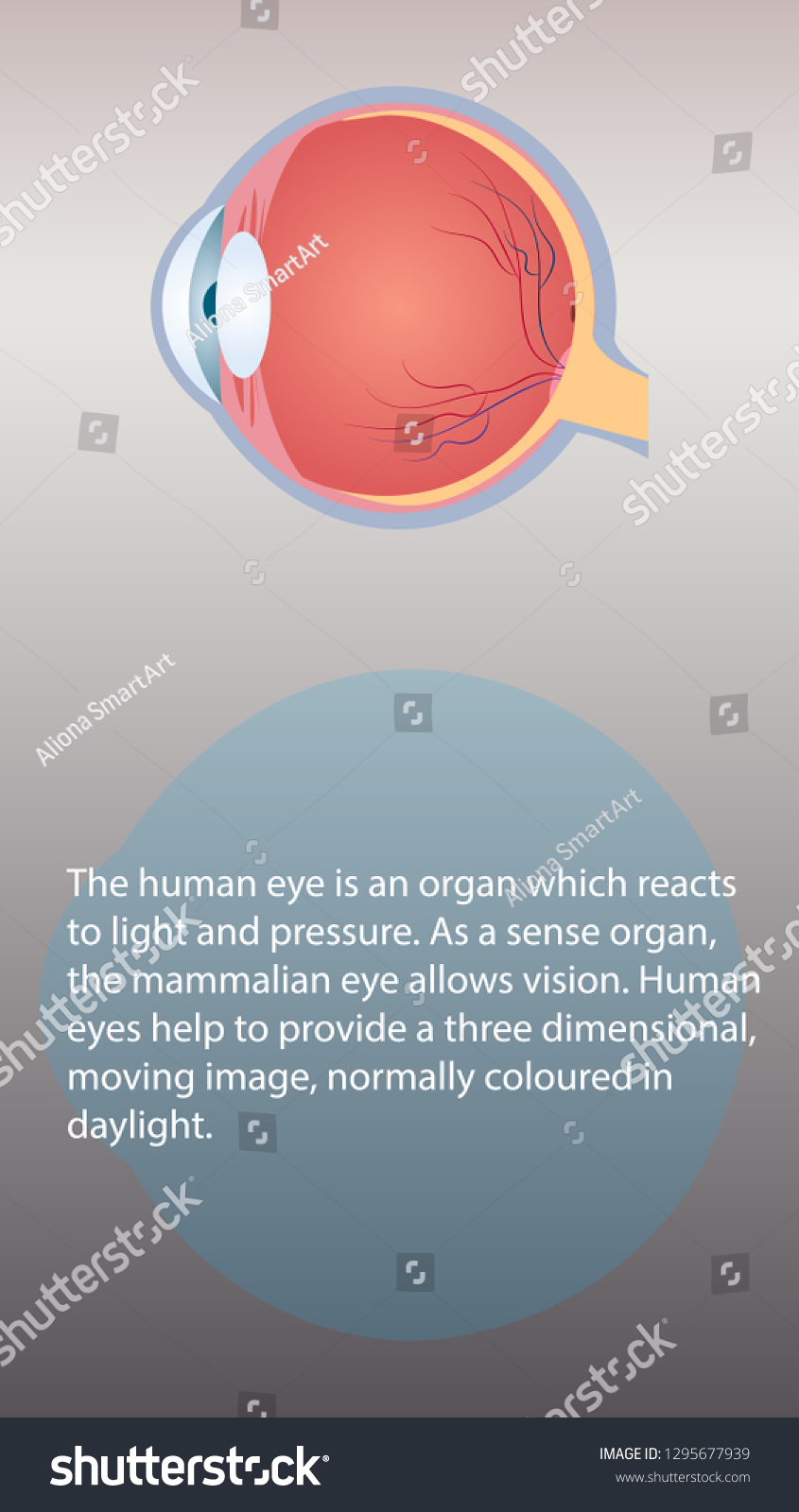 Human Eye Vector Internal Organs Functions Stock Vector (Royalty Free ...