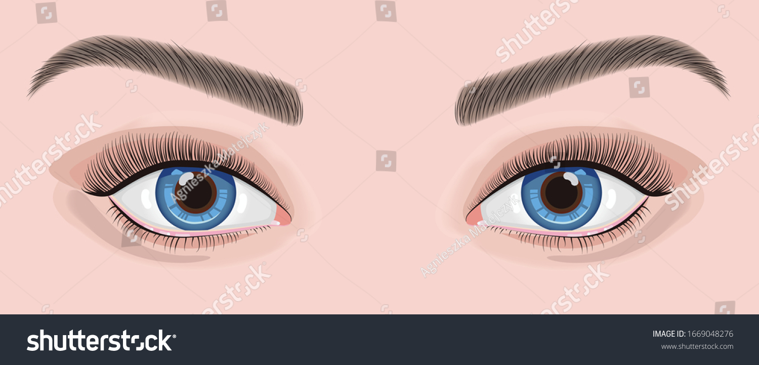 Ojos humanos ilustraciones vectoriales realistas.: vector de stock ...