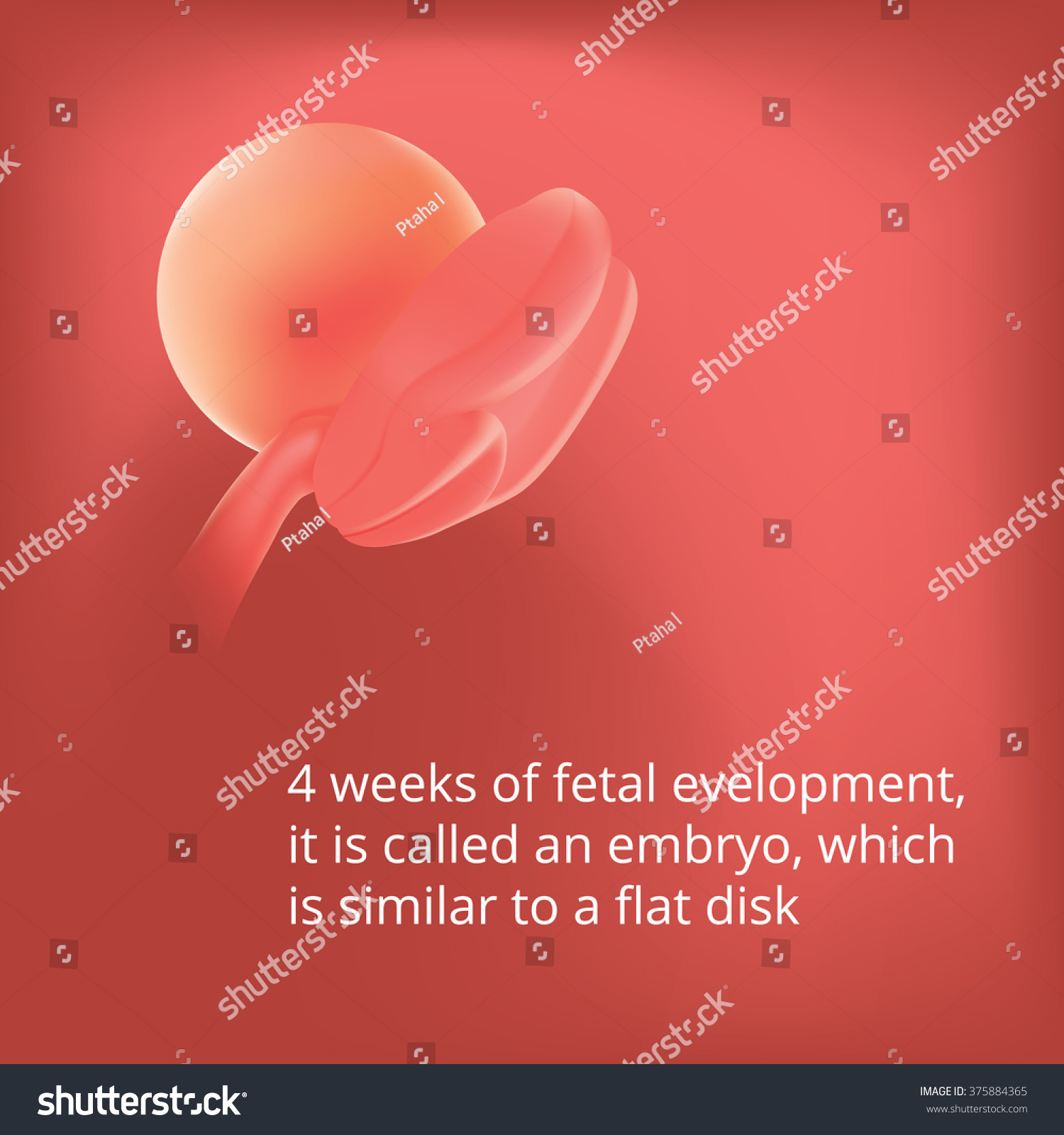 Human Fetus Inside Womb Fetus Stages 스톡 벡터 로열티 프리 375884365 Shutterstock