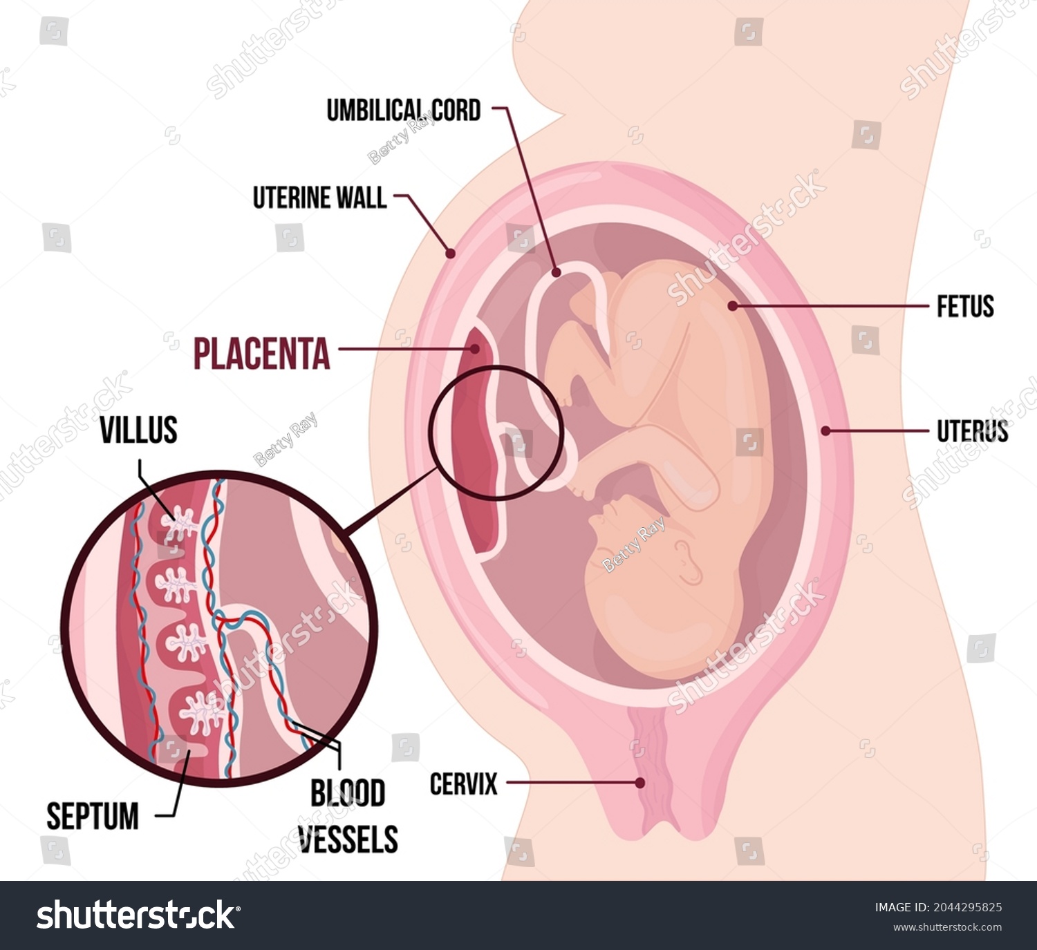 Vektor Stok Human Fetus Placenta Anatomy Usual Anatomical (Tanpa ... Vektor Stok Human Fetus Placenta Anatomy Usual Anatomical (Tanpa ...