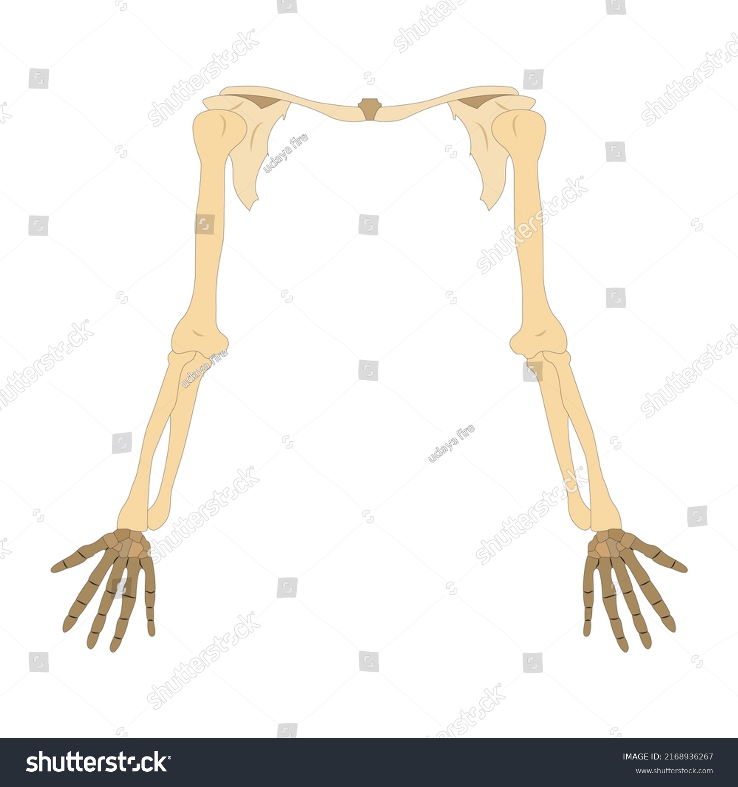 Human Hand Bone On White Background Stock Vector (Royalty Free ...