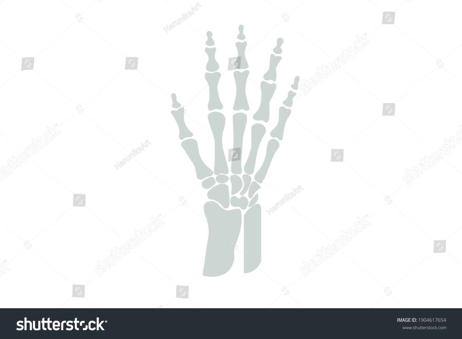 Human Hand Skeleton Vector Illustration Stock Vector (Royalty Free ...