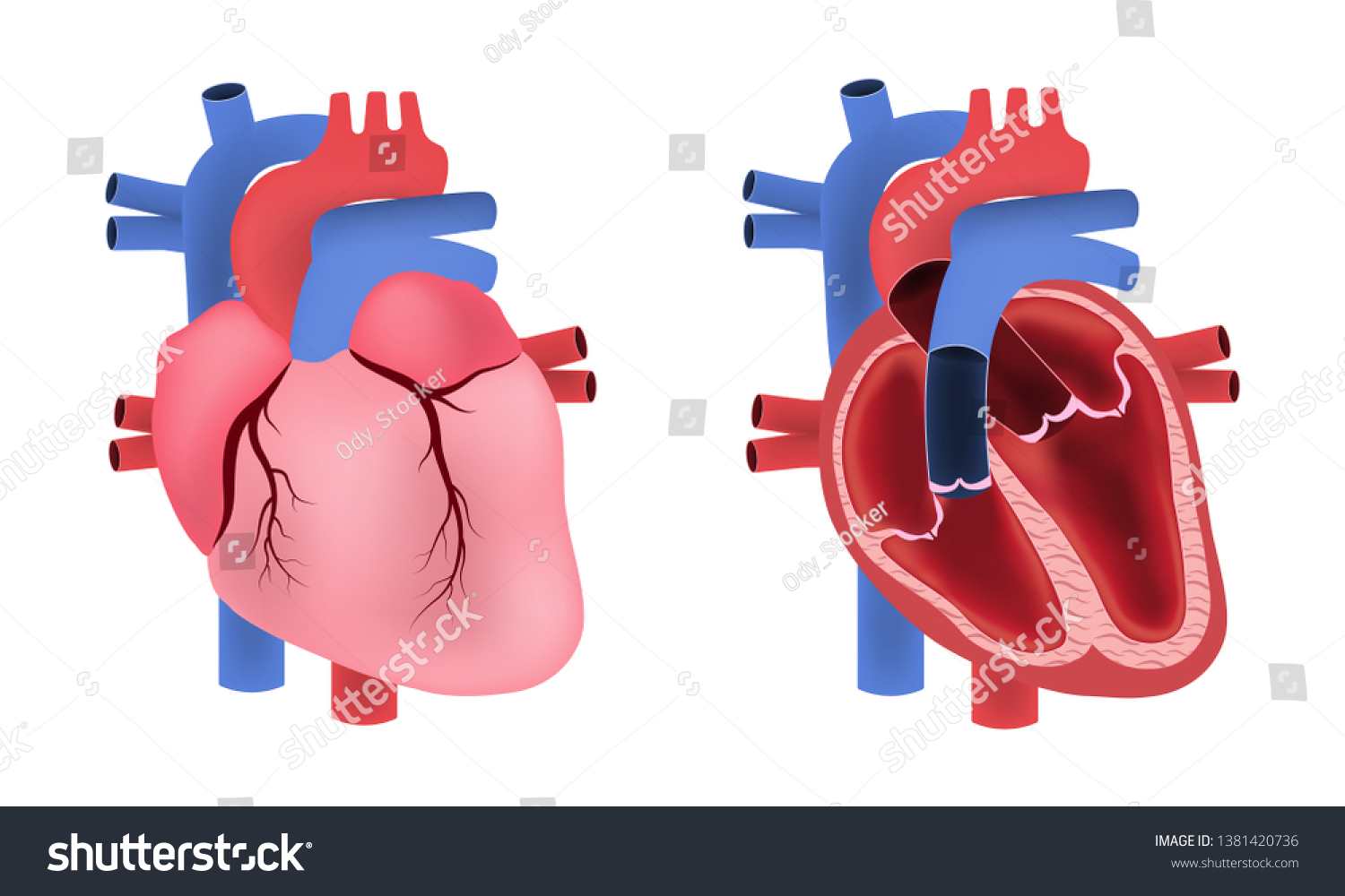 Human Heart Anatomy Vector Esp10 Stock Vector (Royalty Free) 1381420736