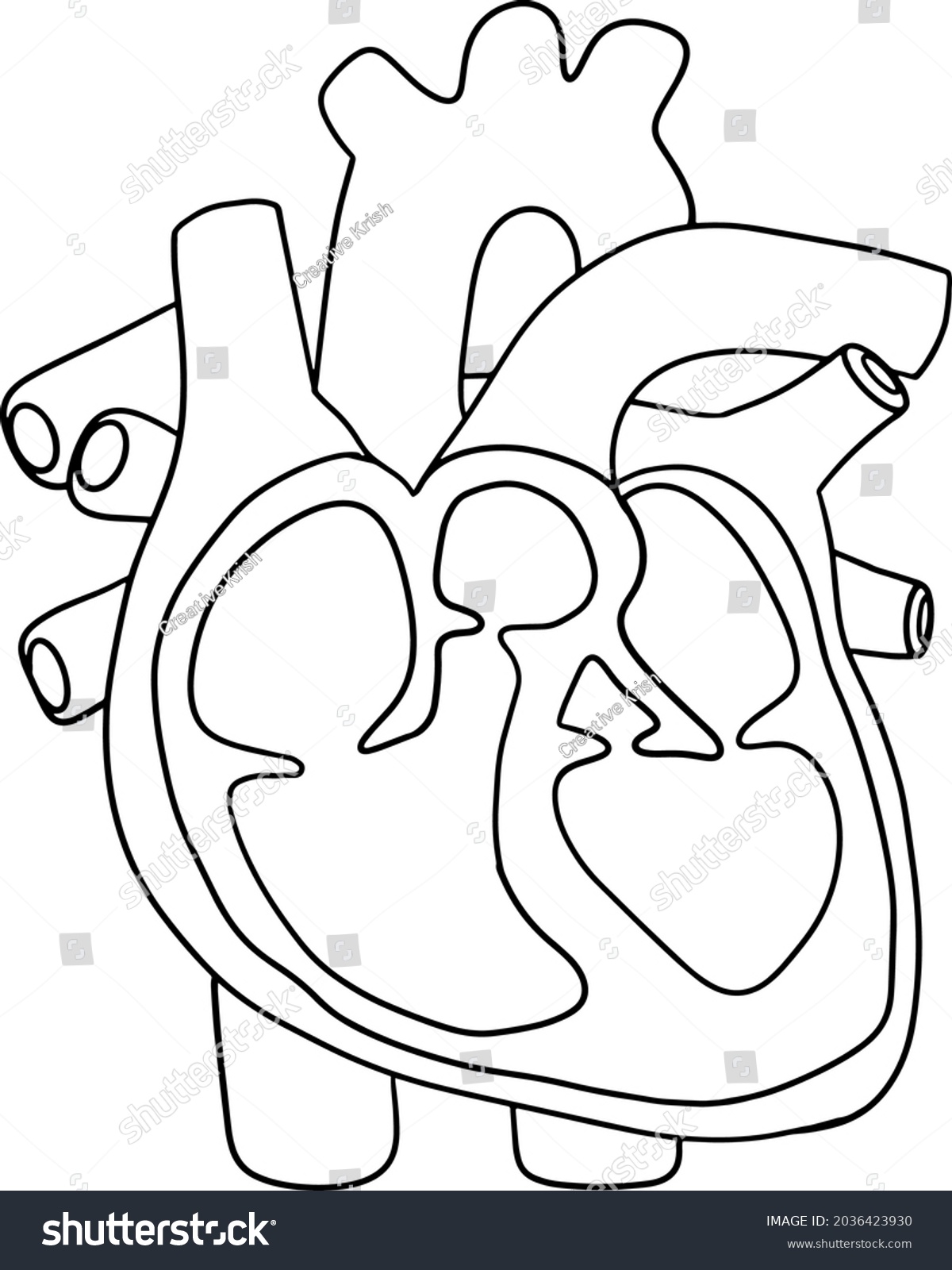 Human Heart Cross Section Line Drawing Stock Vector (Royalty Free ...