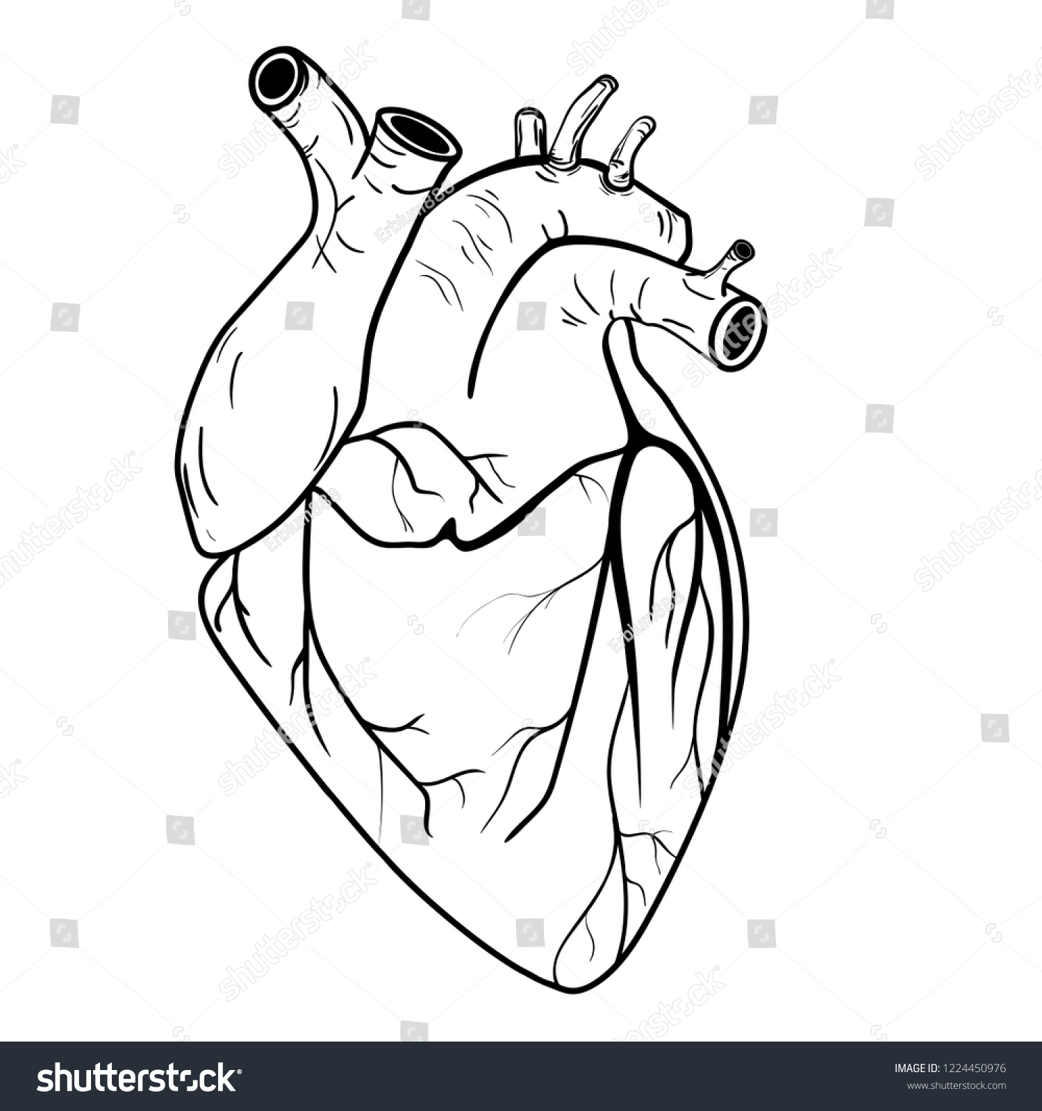 Human Heart Image Stock Vector (Royalty Free) 1224450976 | Shutterstock