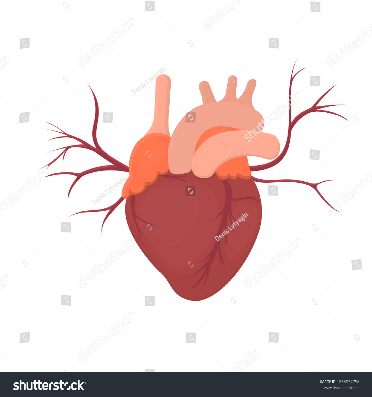 Human Heart Internal Organs Vector Illustration Stok Vektör (Telifsiz ...