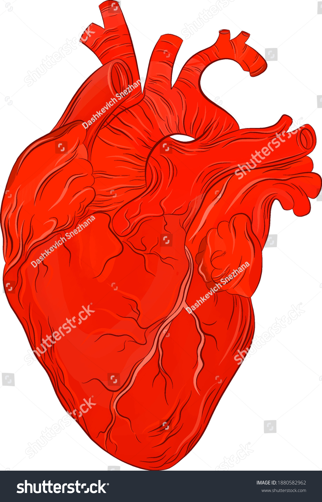 Human Heart Red Vector Illustration Stock Vector (Royalty Free ...