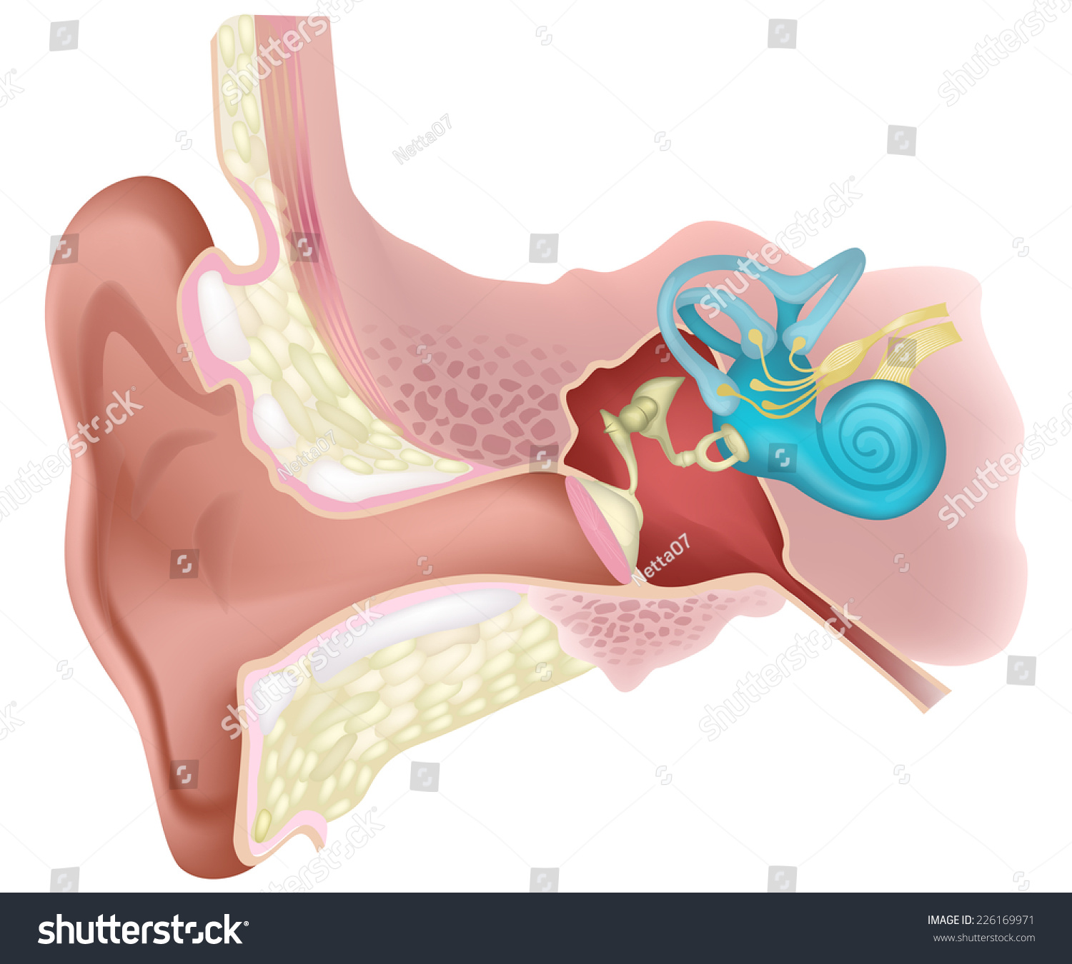 Human Internal Ear Diagram Vector Illustration Stock Vector (Royalty ...