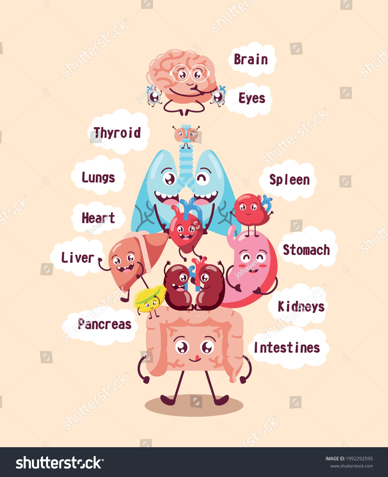 Human Internal Organs Cute Cartoon Stock Vector (Royalty Free) 1992292595