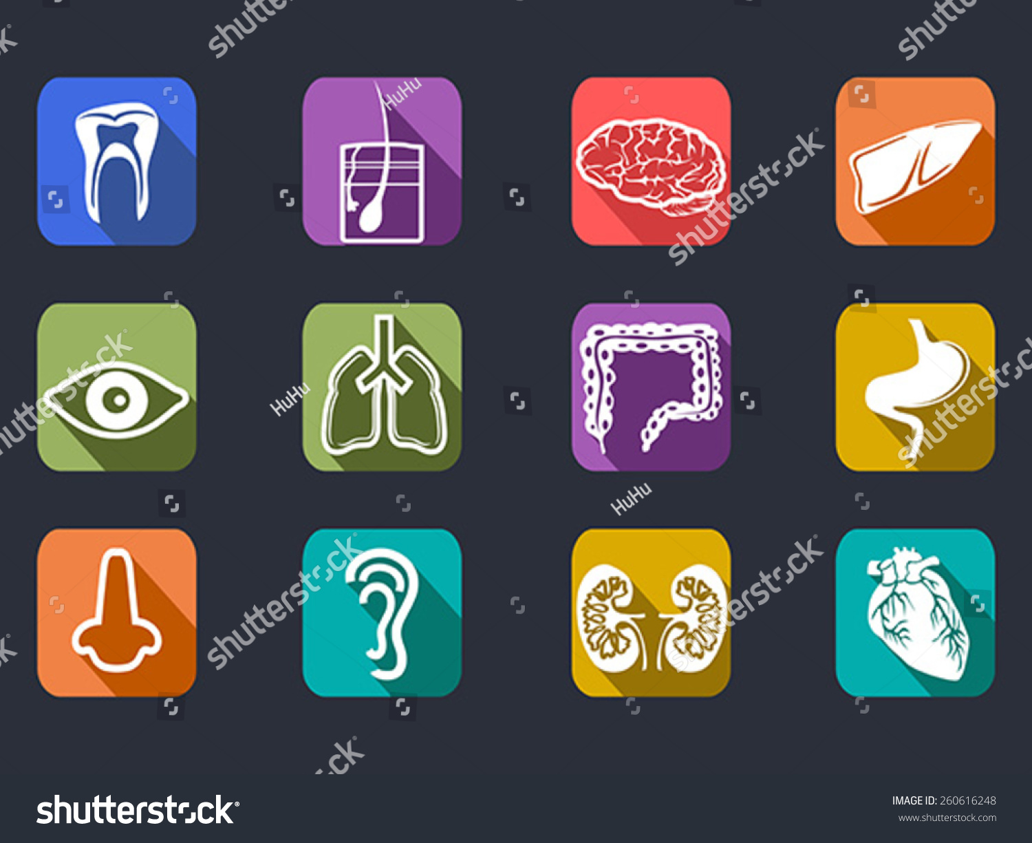 Human Internal Organs Long Shadow Icons 스톡 벡터(로열티 프리) 260616248 ...
