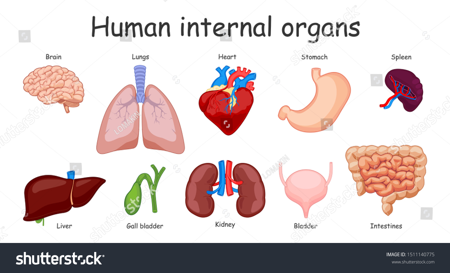 Human Internal Organs Vector Illustration 스톡 벡터(로열티 프리) 1511140775 ...
