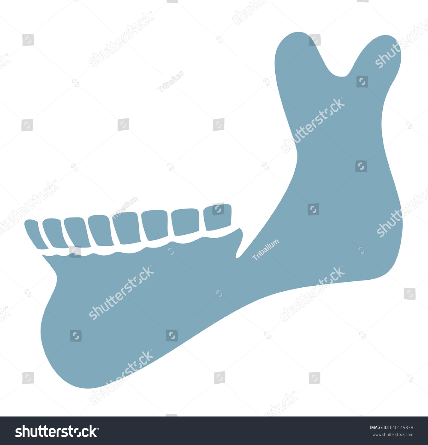 Human Jaw Bone Skeleton Vector Illustration 库存矢量图（免版税）640149838 ...