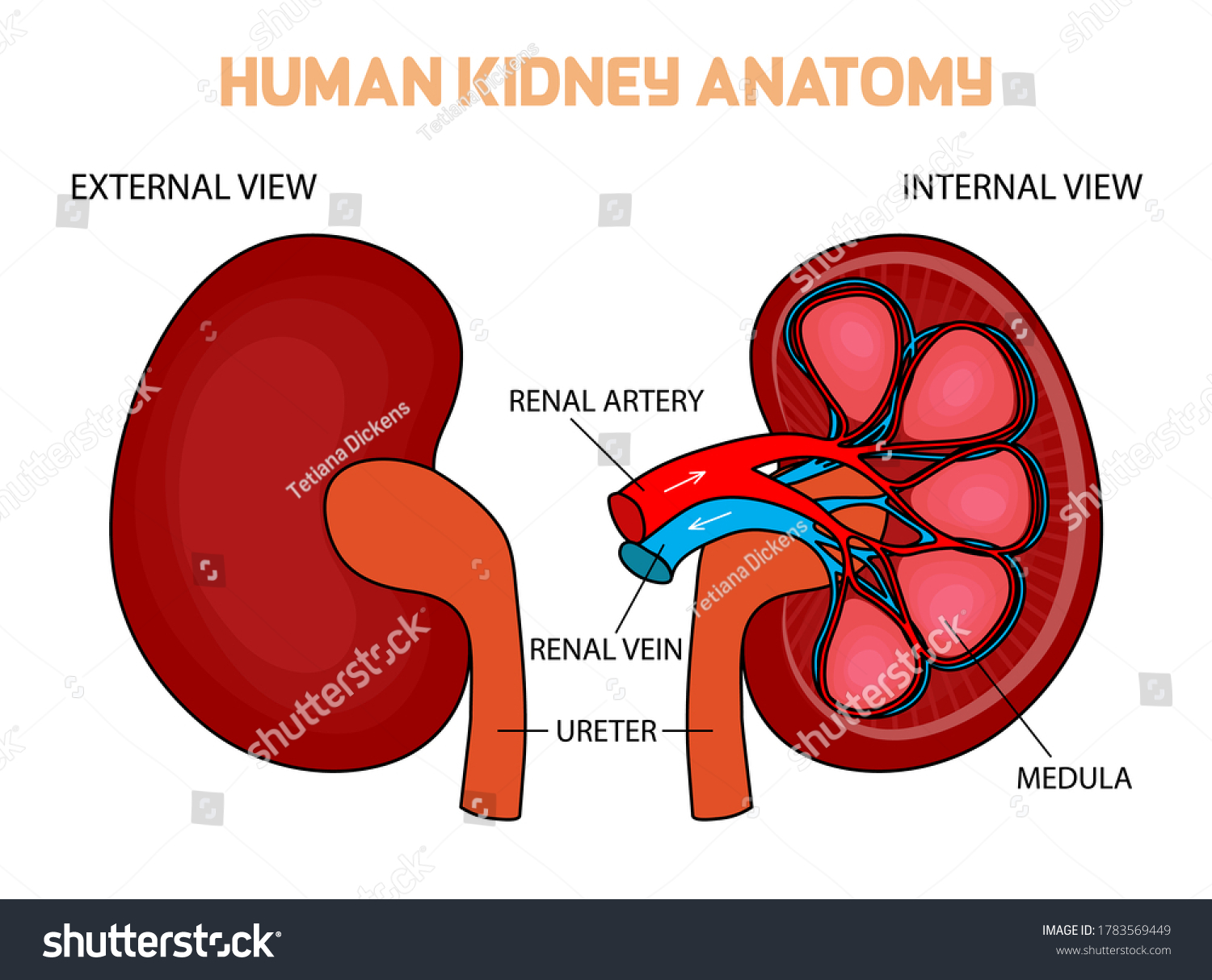 Human Kidney Anatomy Illustration Vector Stock Vector (Royalty Free ...