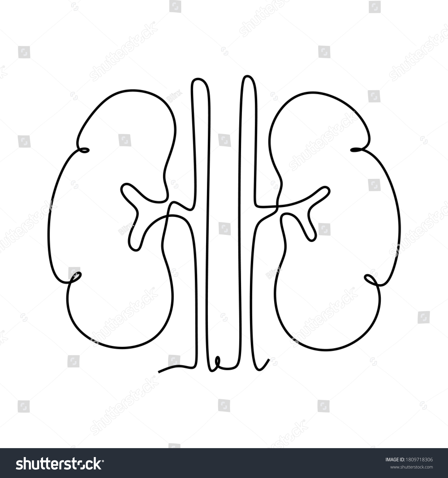 2,052 Kidney line drawing 图片、库存照片和矢量图 | Shutterstock